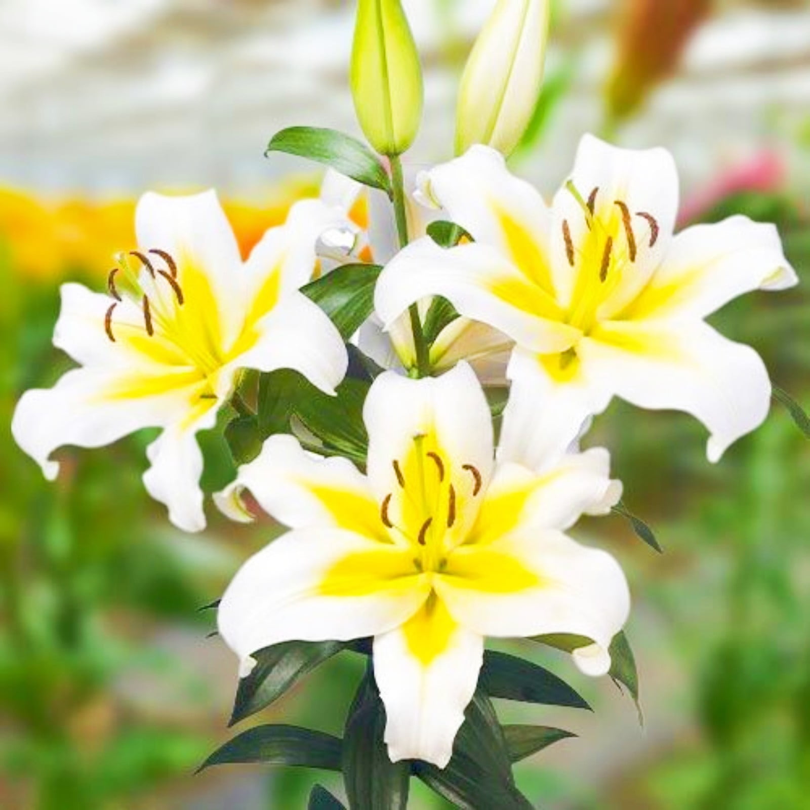 Lily Planting Beautiful Environment Planting for Pots - Walmart.com