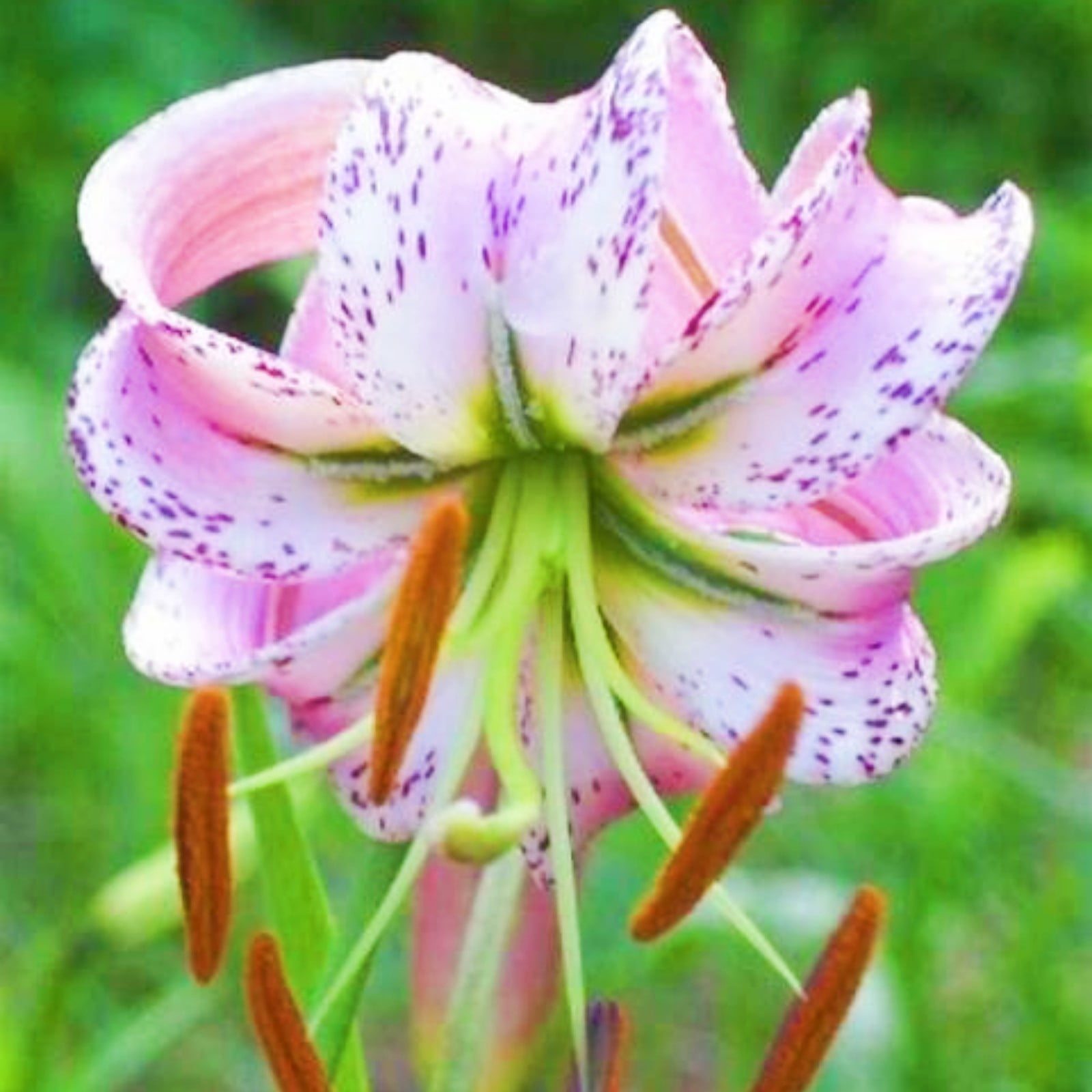 Lily Planting Beautiful Environment Planting for Pots - Walmart.com