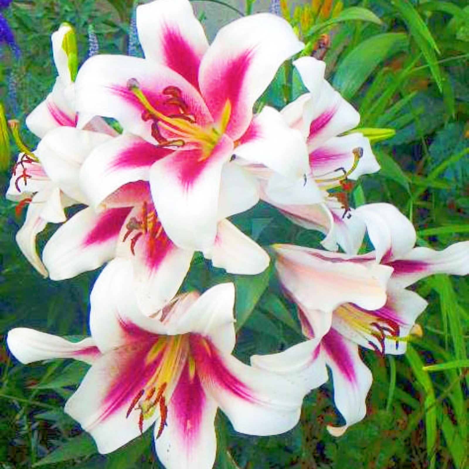 Lily Planting Beautiful Environment Planting for Pots - Walmart.com