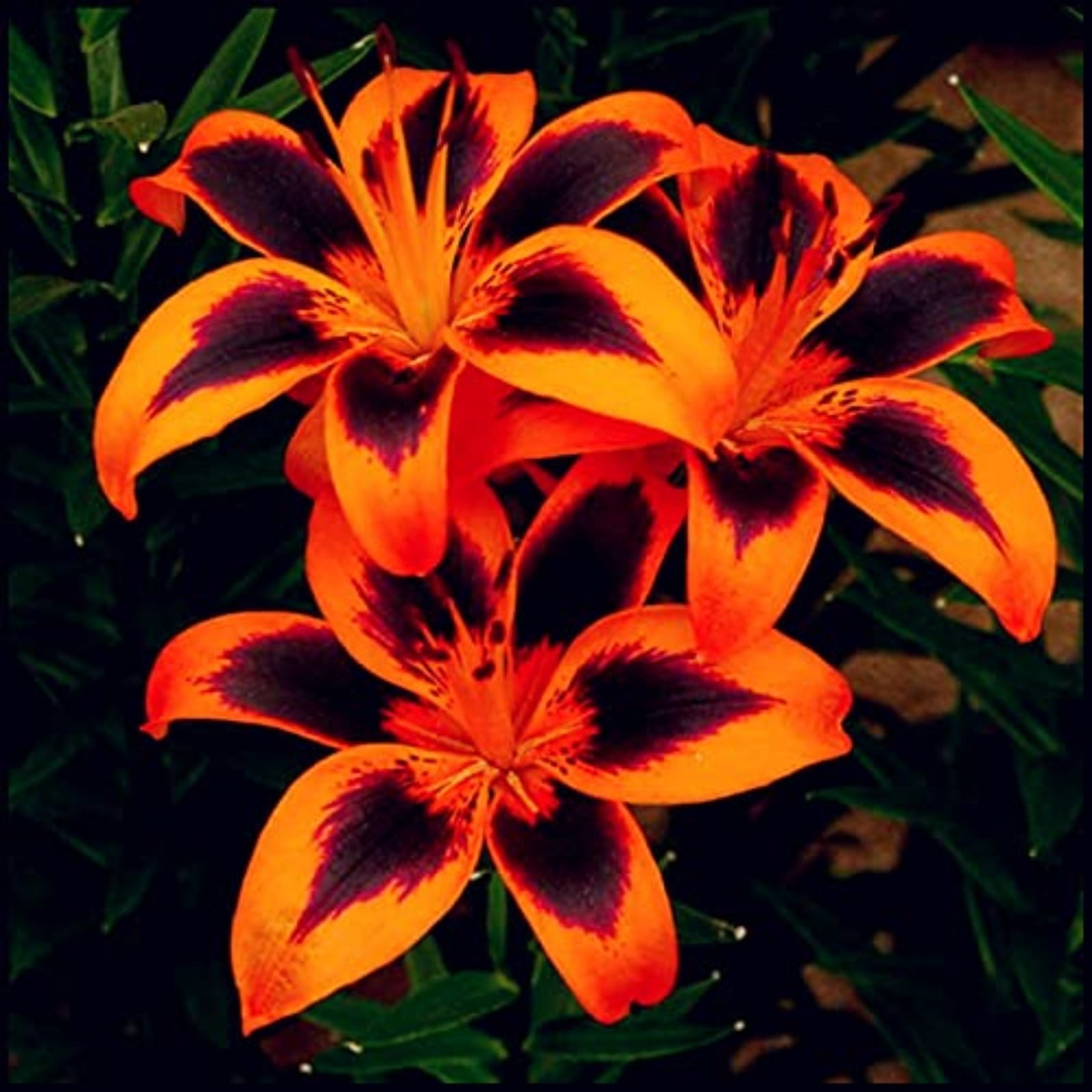 Lily For Planting Outdoors,Exquisite,Lily Perennial,Stargazer Lily ...