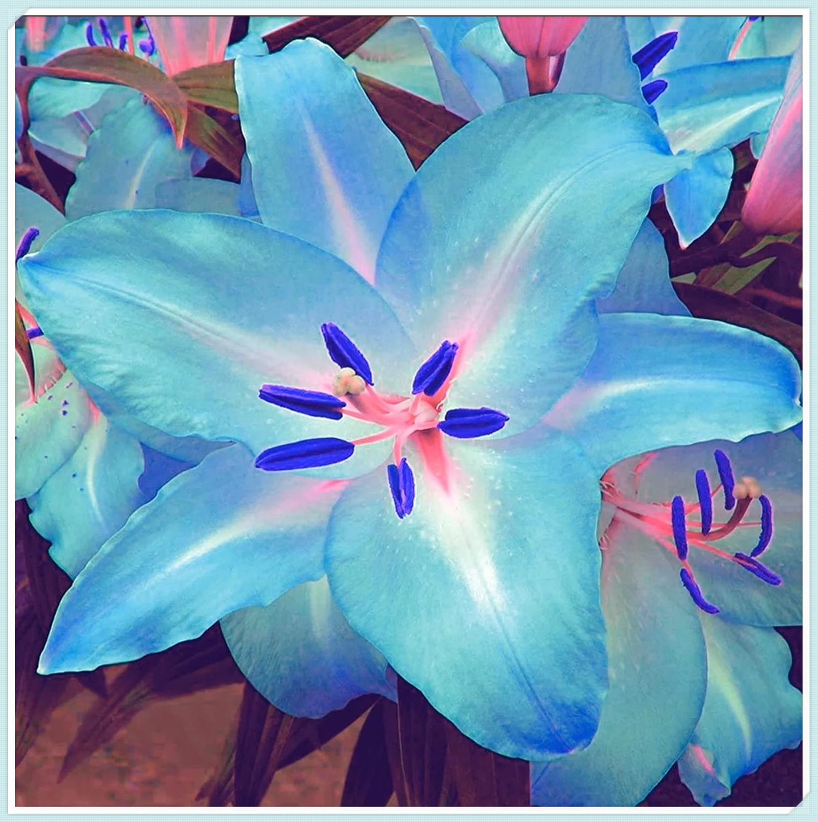Lily For Planting Outdoors,Exquisite,Surprise to Grow Species,Lily ...