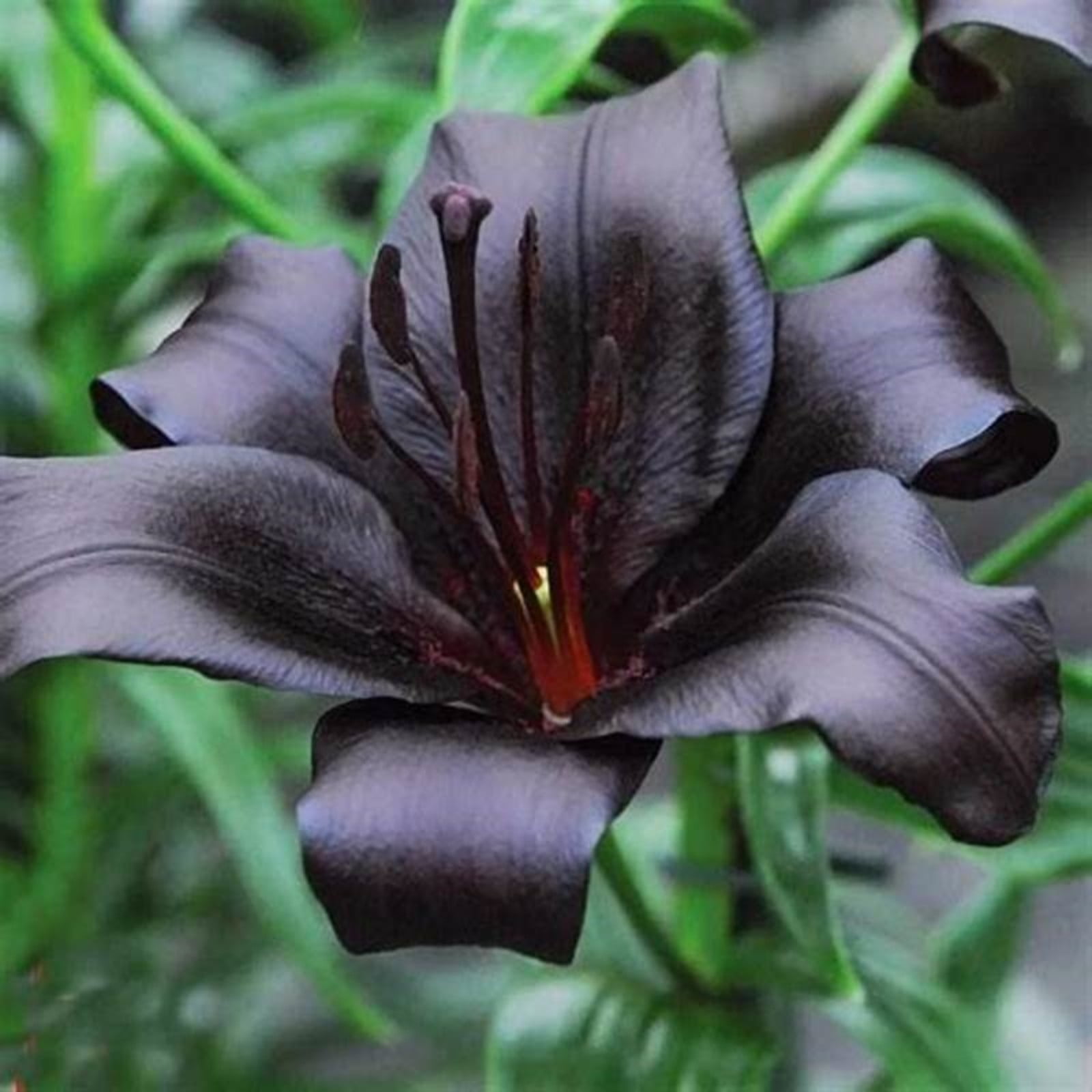 Lily For Planting Outdoors,Exquisite,Surprise to Grow Species,Lily ...