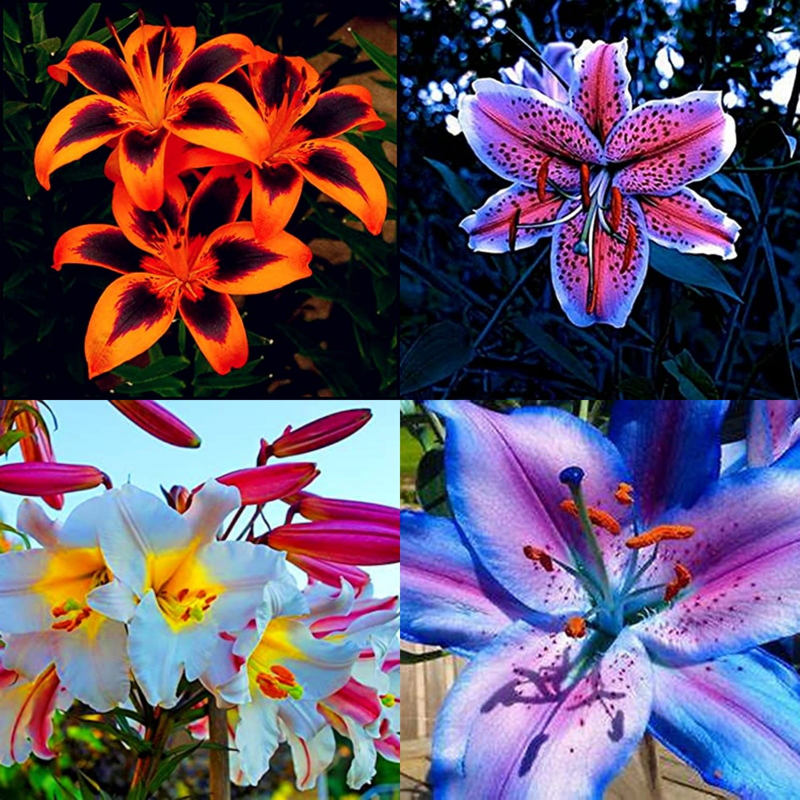 Lily For Planting Outdoors,Exquisite,Surprise to Grow Species,Lily ...