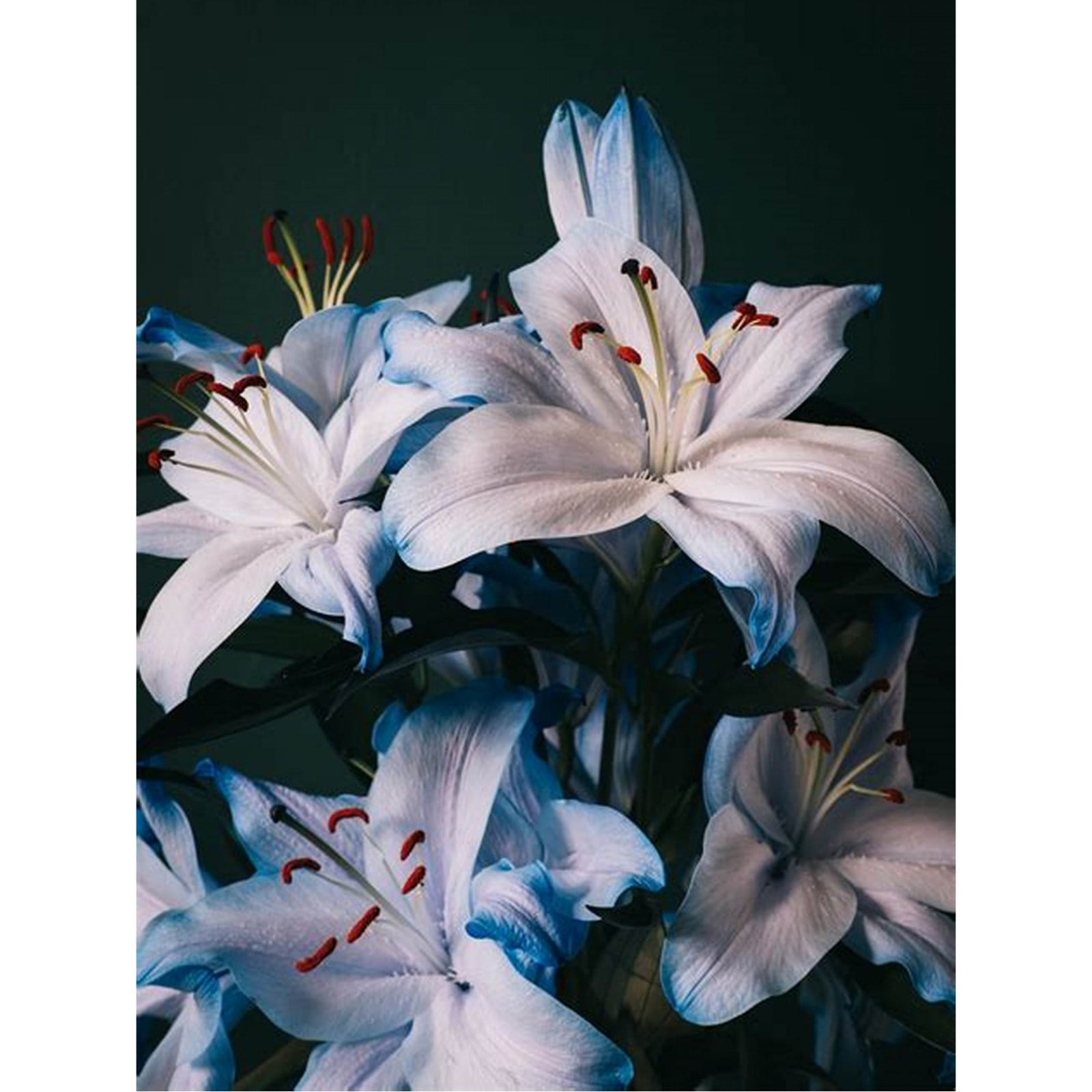 Lily For Planting Outdoors,Exquisite,Surprise to Grow Species,Lily ...