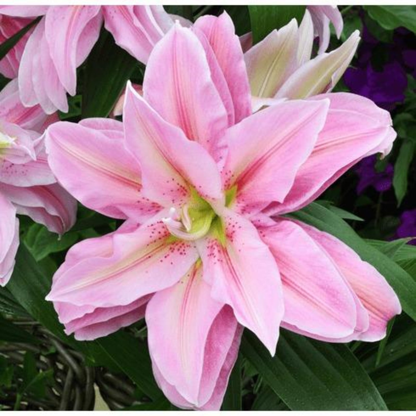 Lily For Planting Outdoors,Lily Perennial,Exquisite,Stargazer Lily ...