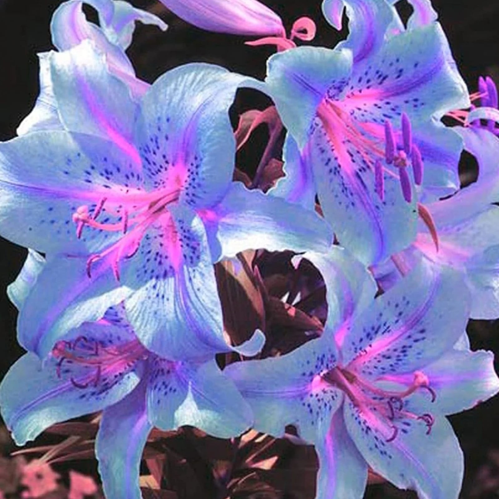 Lily For Planting Outdoors,Lily Perennial,Exquisite,Stargazer Lily ...