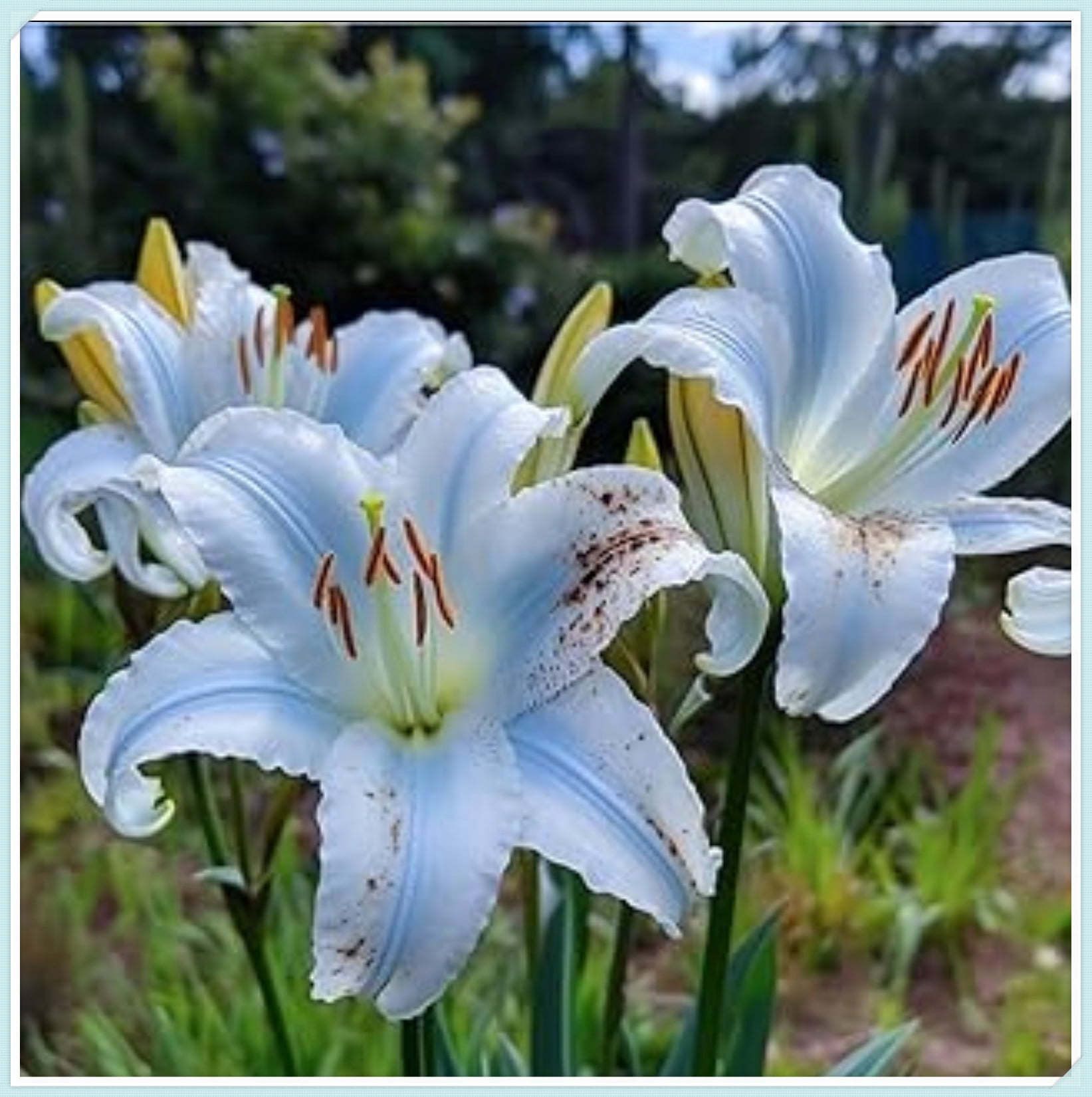 Lily For Planting Outdoors,Lily Perennial,Exquisite,Surprise to Grow ...