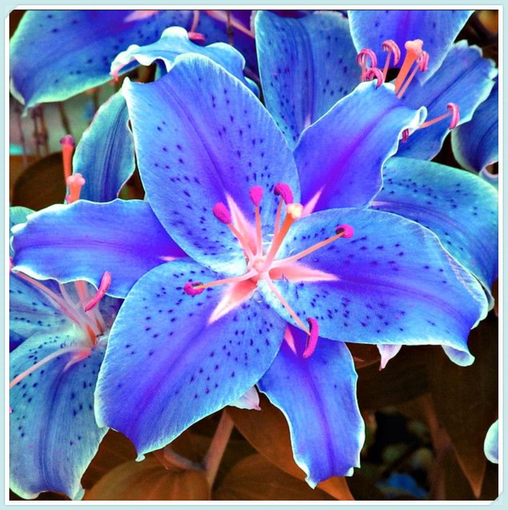 Lily For Planting Outdoors,Lily Perennial,Exquisite,Surprise Lily ...