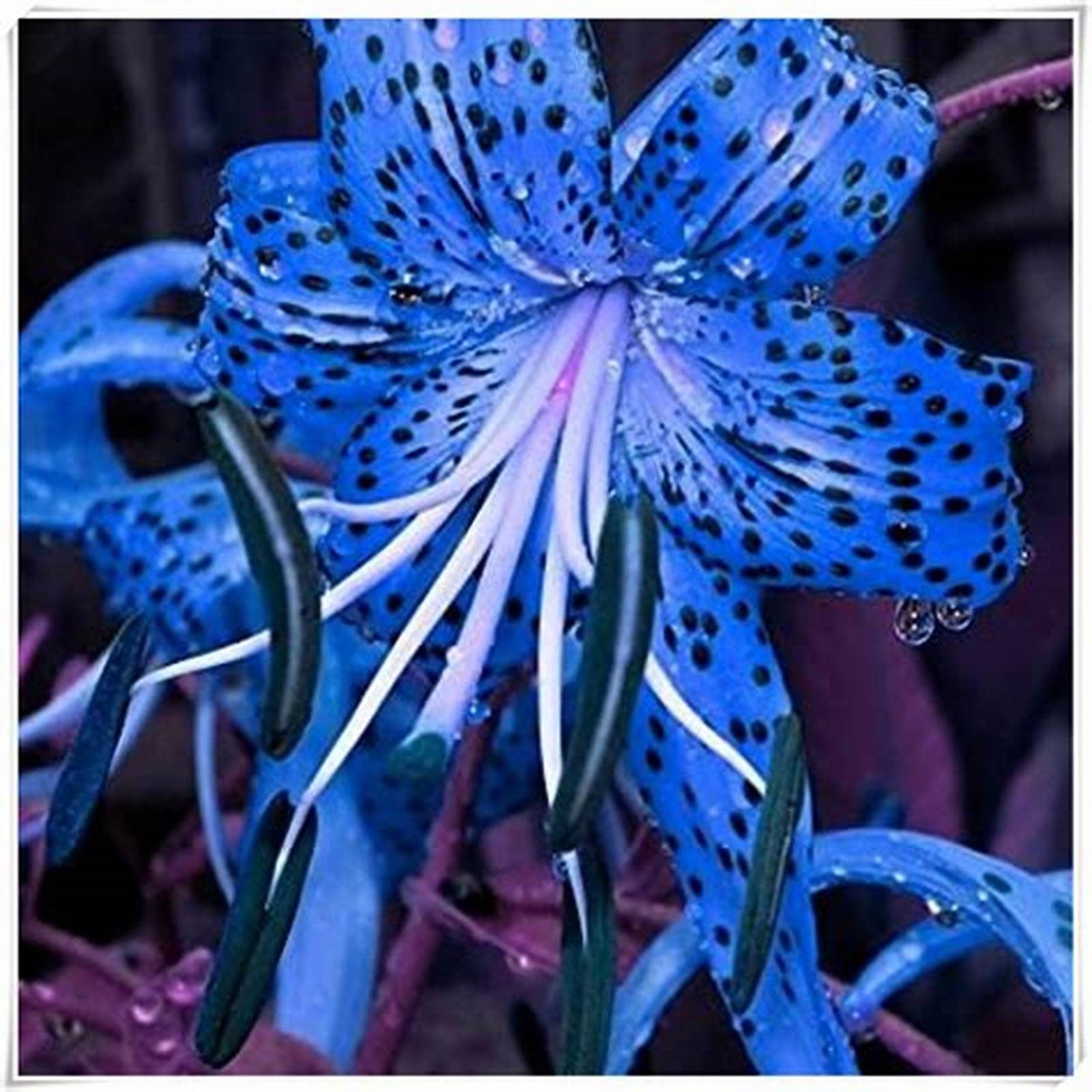 Lily For Planting Outdoors,Lily Perennial,Exquisite,Surprise Lily ...