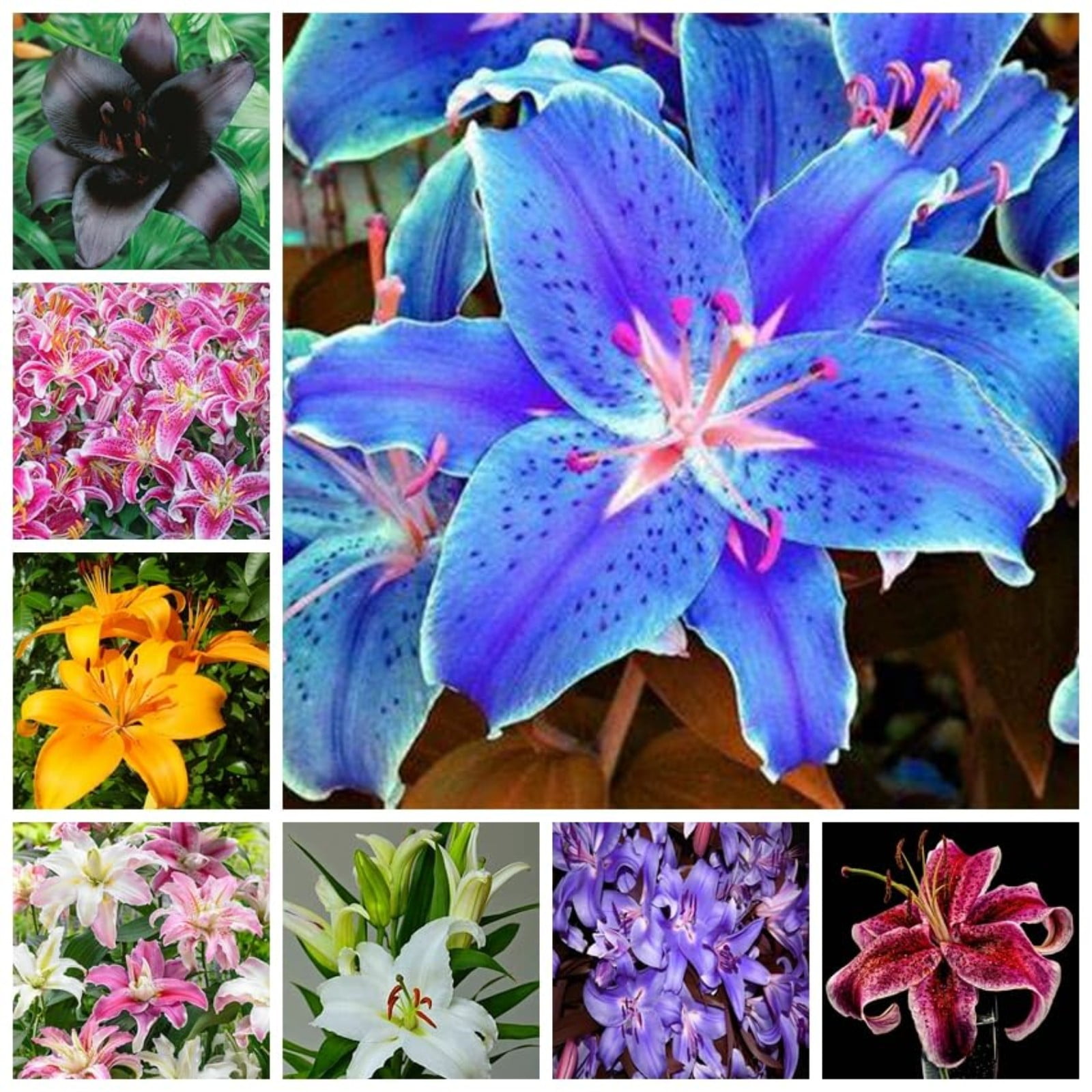 Lily For Planting Outdoors,Lily Perennial,Exquisite,Surprise Lily ...