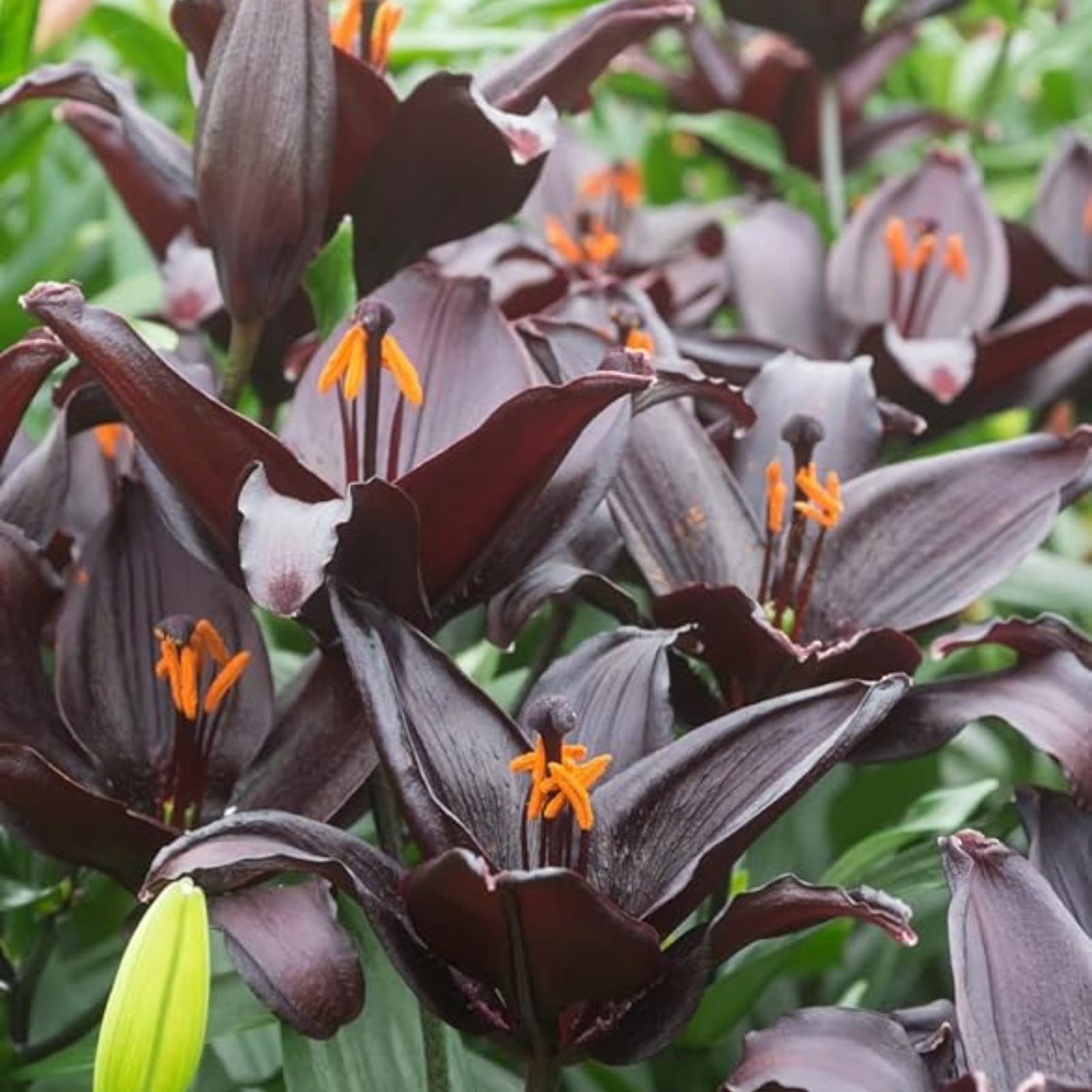 Lily For Planting Outdoors,Lily Perennial,Exquisite,Surprise Lily ...