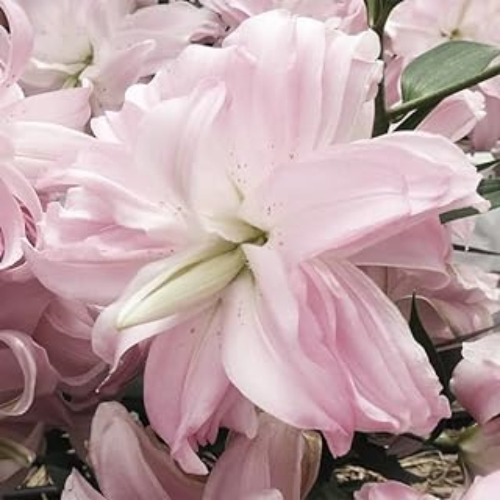 Lily For Planting Outdoors,Lily Perennial,Exquisite,Surprise Lily ...