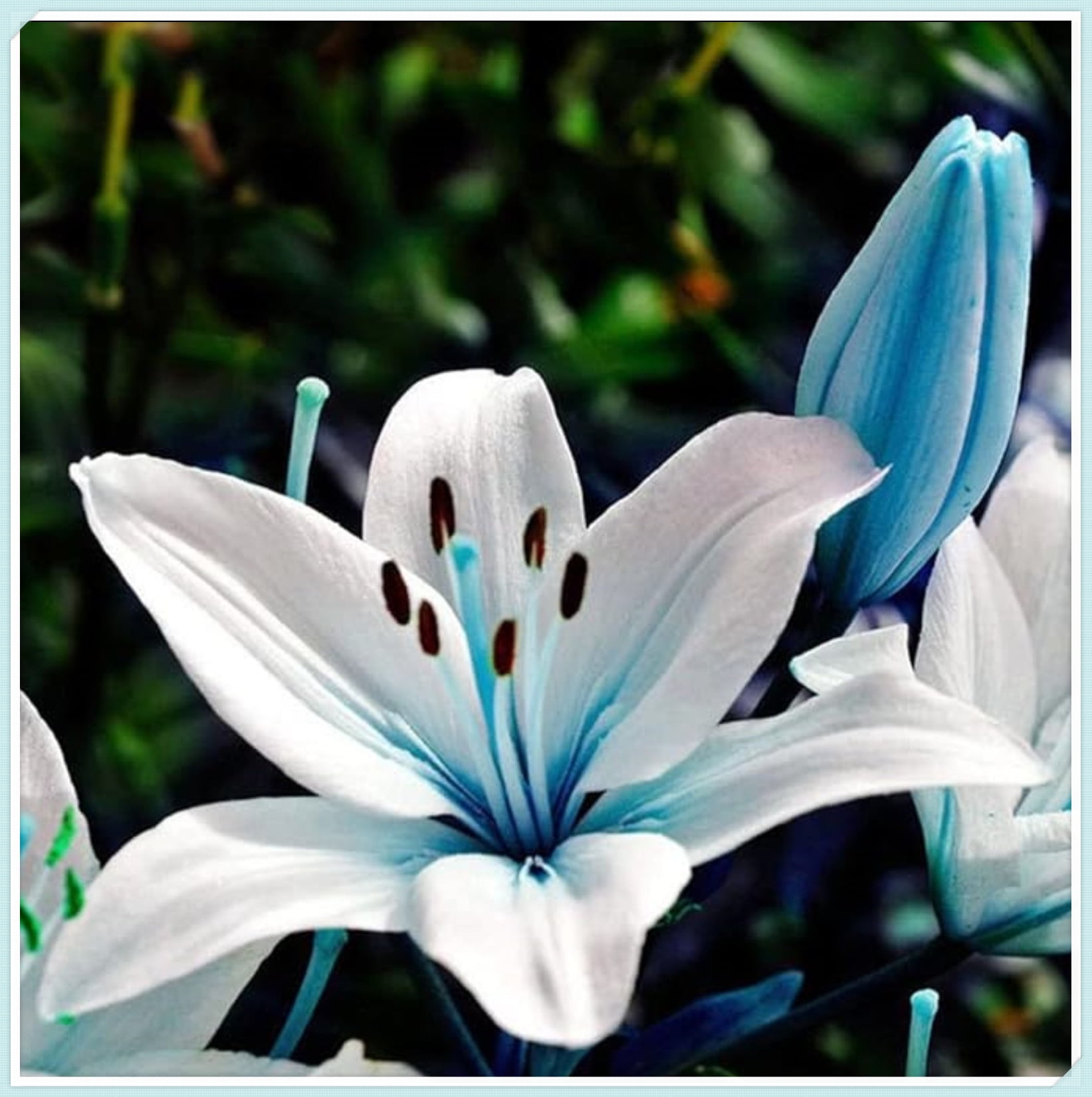Lily For Planting Outdoors,Lily Perennial,Iridescent,Surprise to Grow ...