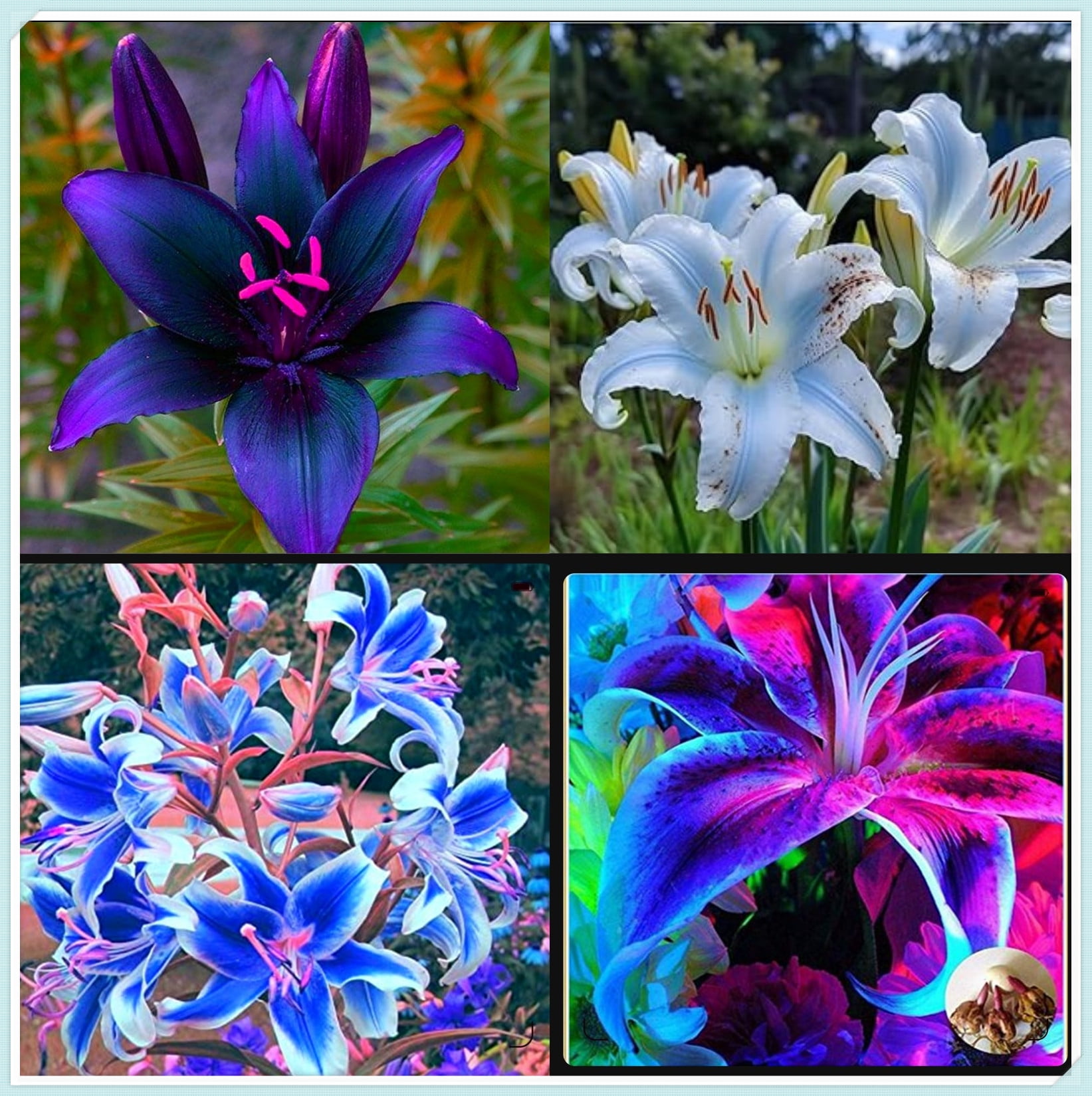Lily For Planting Outdoors,Lily Perennial,Iridescent,Surprise to Grow ...