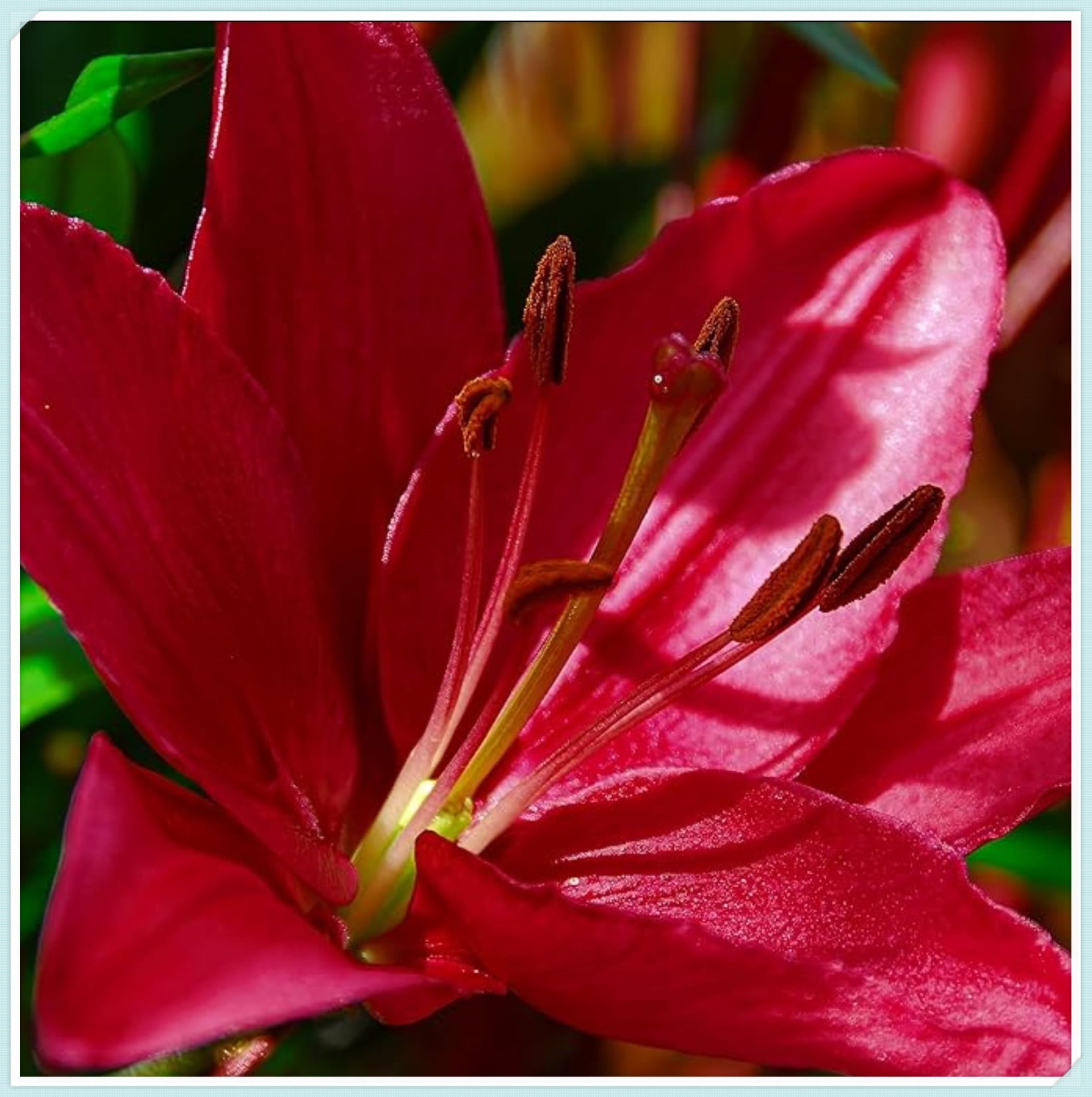 Lily For Planting Outdoors,Surprise to Grow Species,Lily Perennial ...