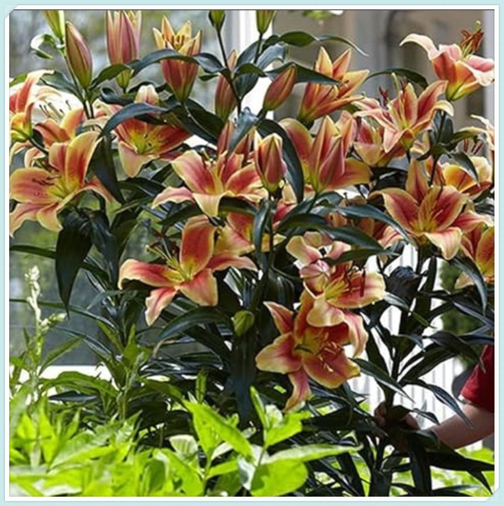Lily For Planting Outdoors,Surprise to Grow Species,Lily Perennial ...