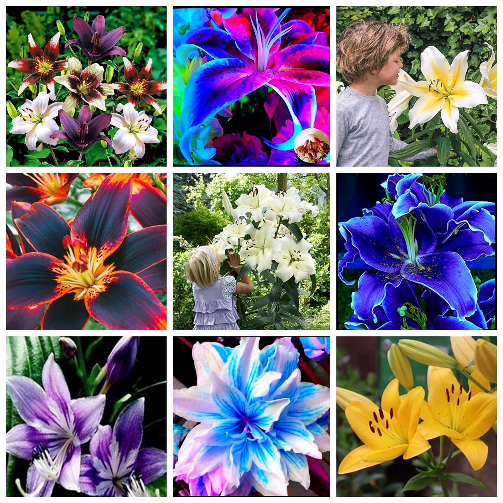 Lily For Planting Outdoors,Surprise to Grow Species,Lily Perennial ...