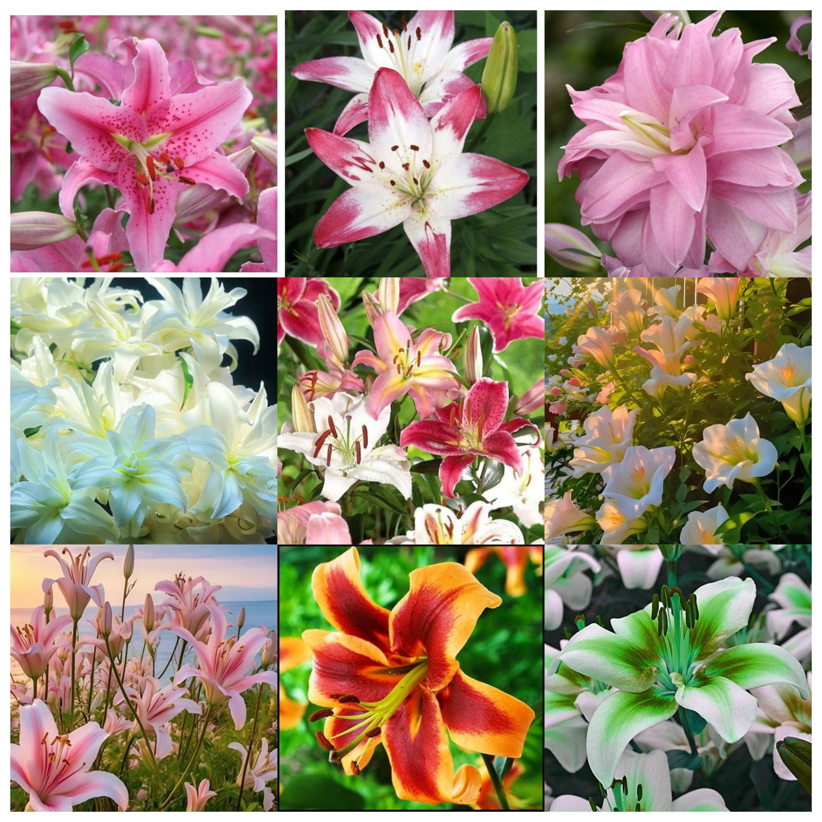 Lily For Planting Outdoors,Surprise to Grow Species,Lily Perennial ...
