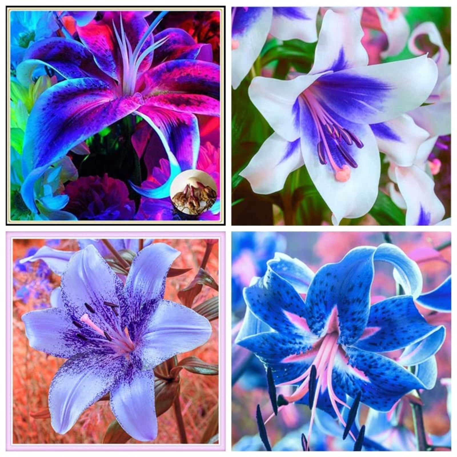 Lily For Planting Outdoors,Surprise to Grow Species,Lily Perennial ...