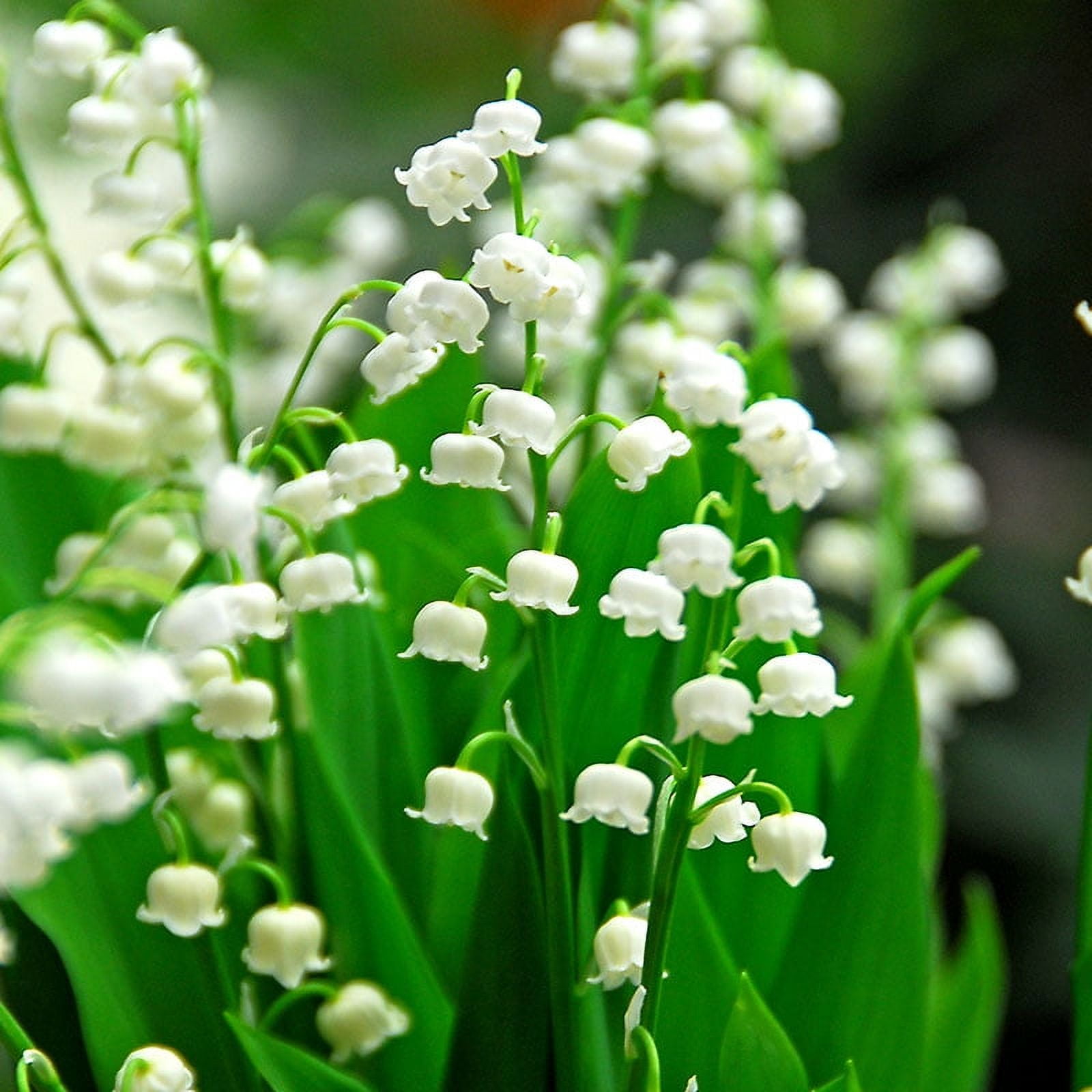Lily of the Valley Flower Bulbs - 5 Roots Per Pack - Pleasantly Scented ...