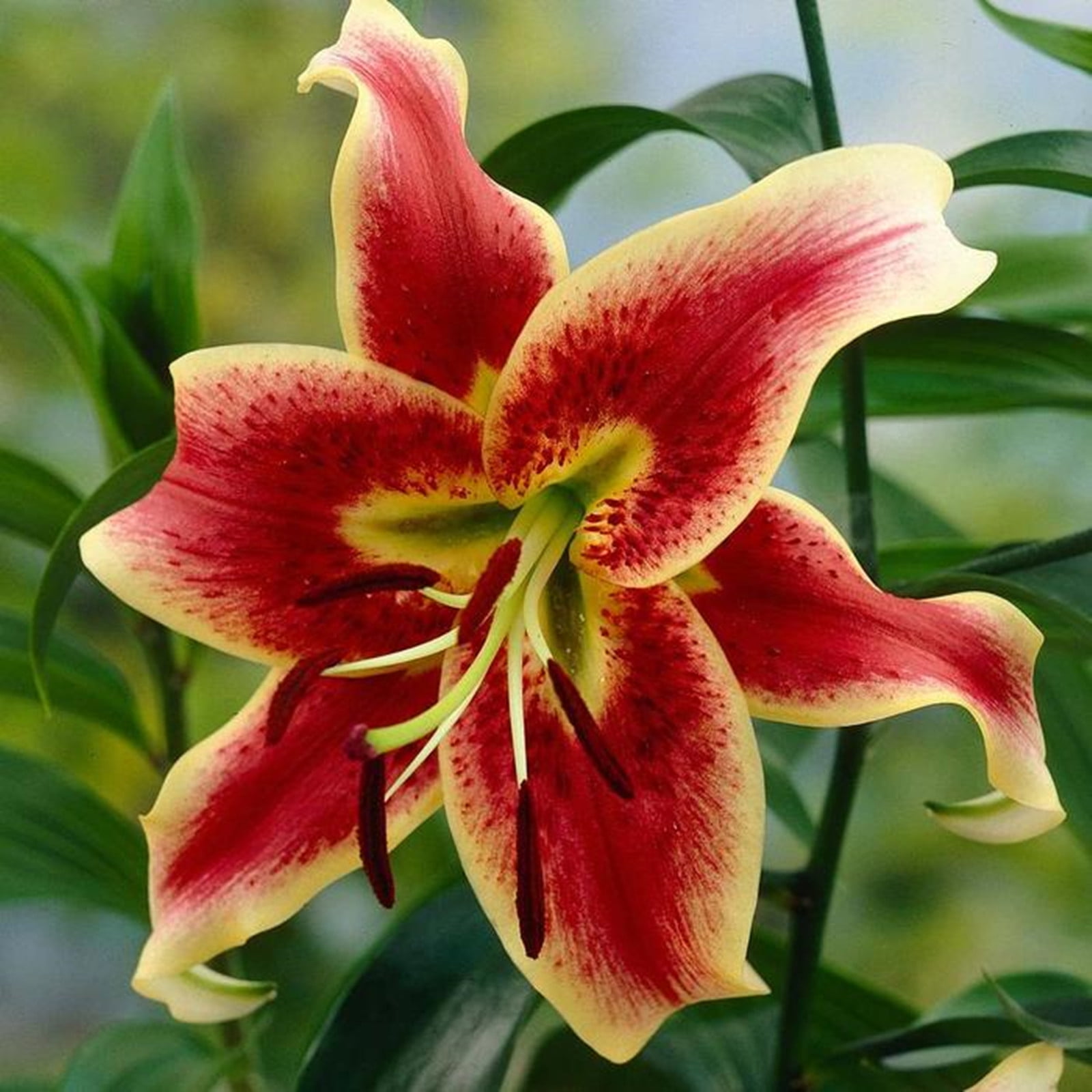 Lily bulbs Plant, Large Blooms, Attracts Hummingbirds, Lily For ...