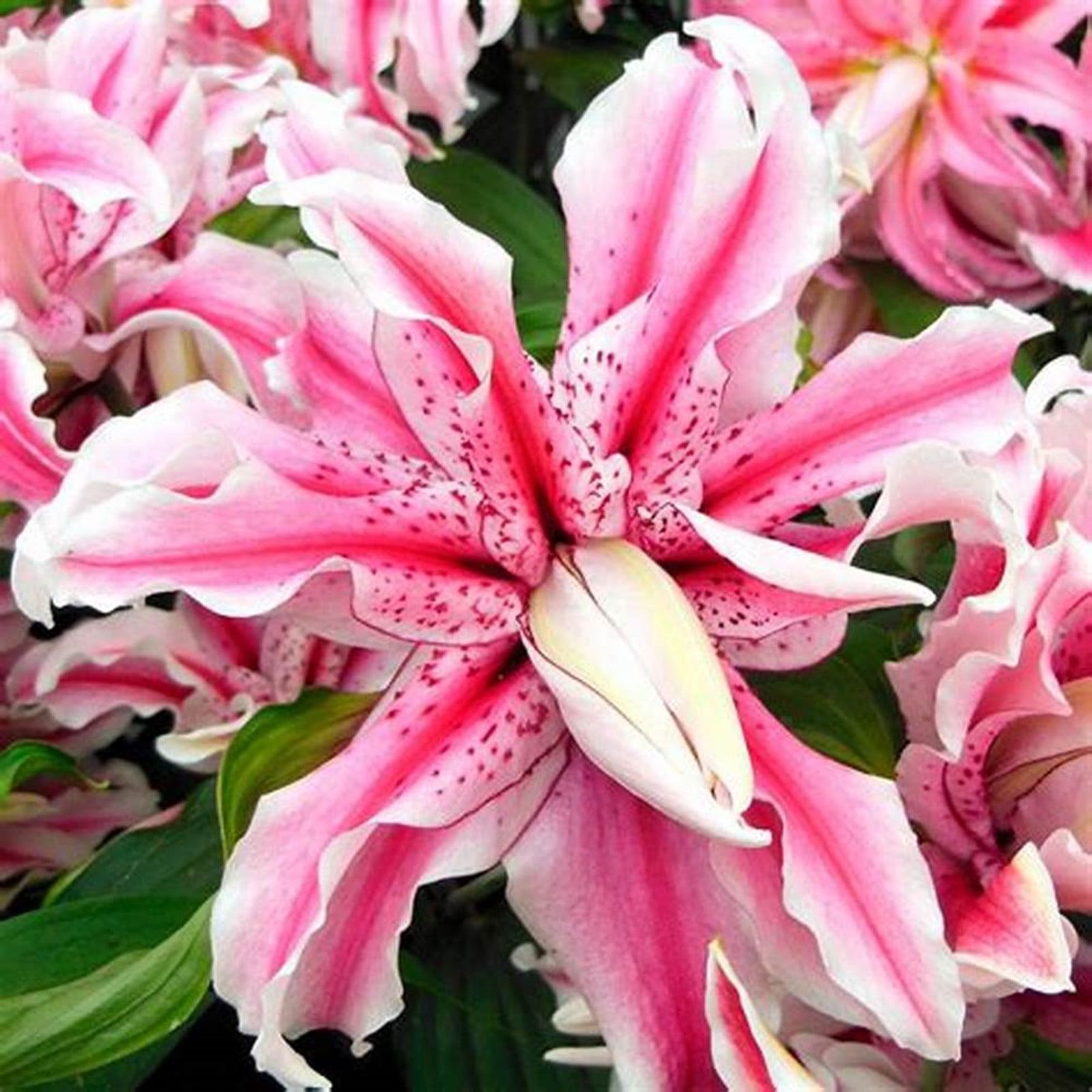 Lily bulbs Plant, Large Blooms, Attracts Hummingbirds, Lily For ...