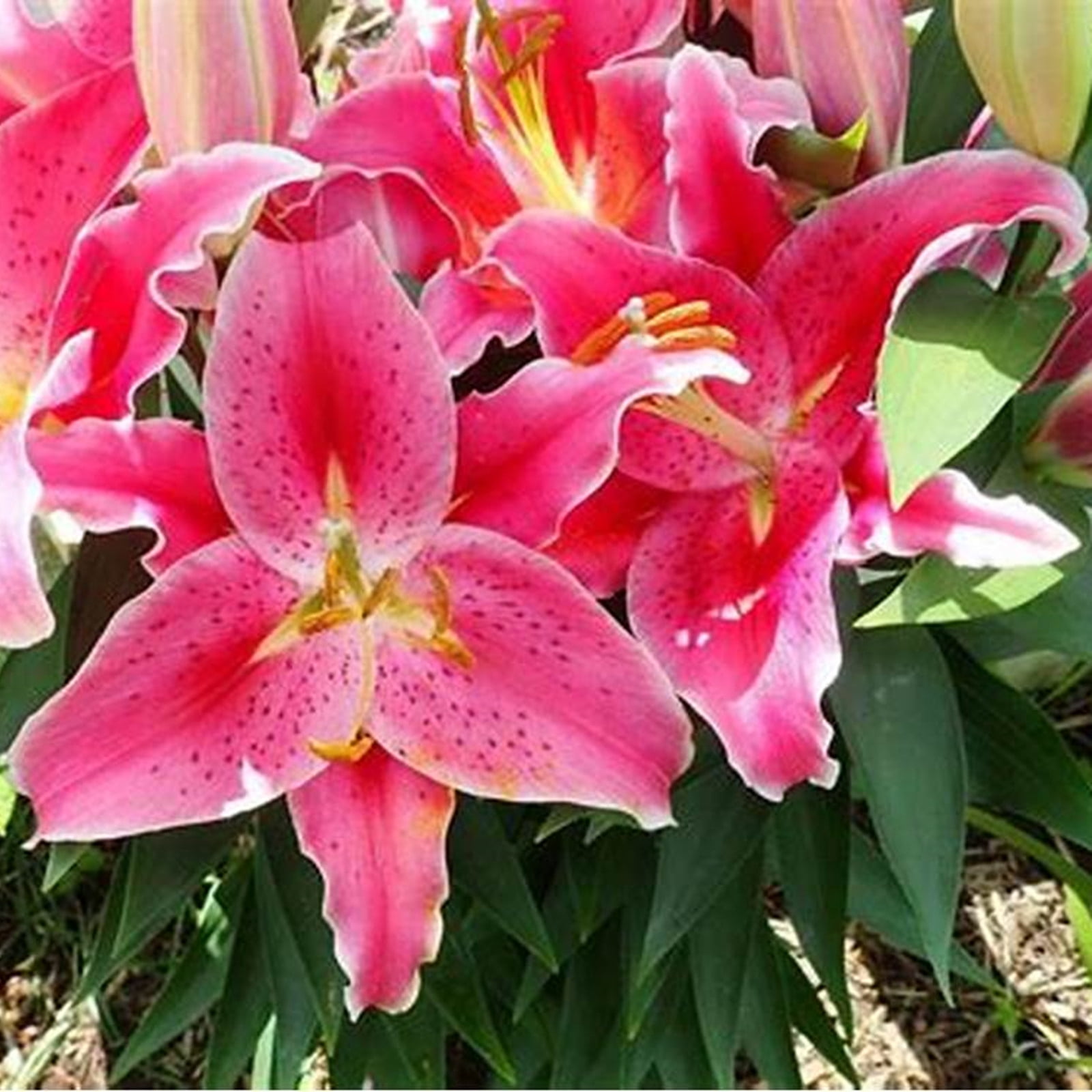 Lily bulbs Plant, Large Blooms, Attracts Hummingbirds, Lily For ...