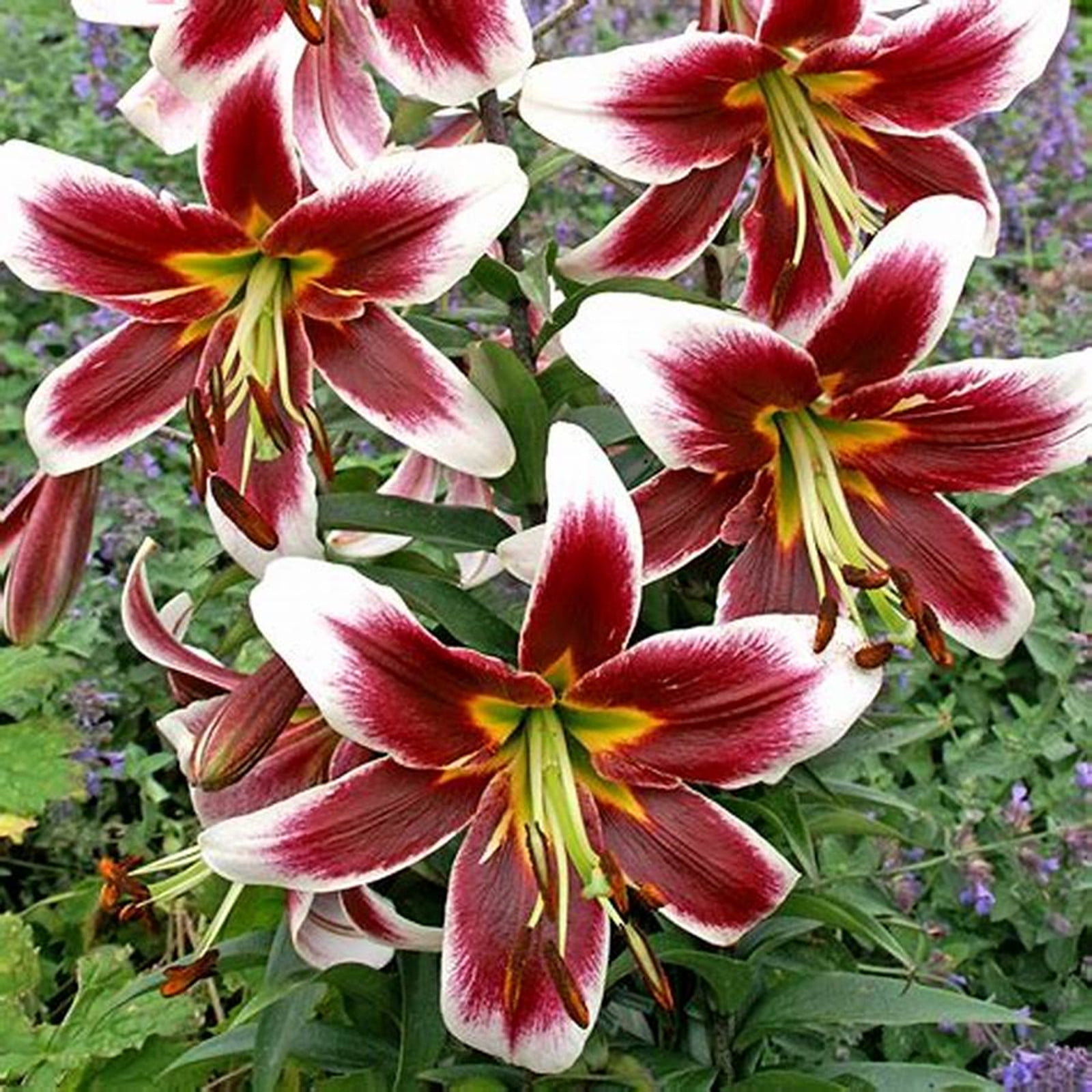 Lily bulbs Plant, Large Blooms, Lily For Planting, Beautiful holiday ...