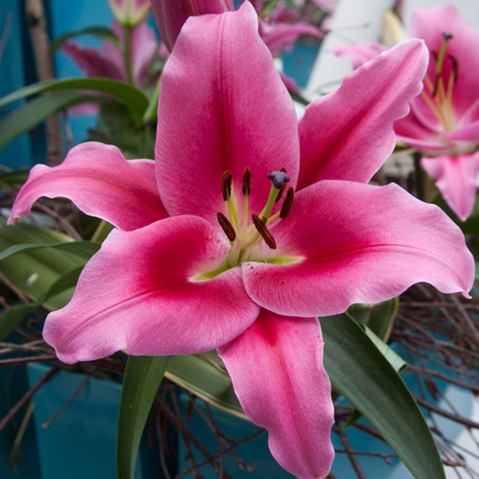 Lily bulbs Plant, Large Blooms, Lily For Planting, Beautiful holiday ...