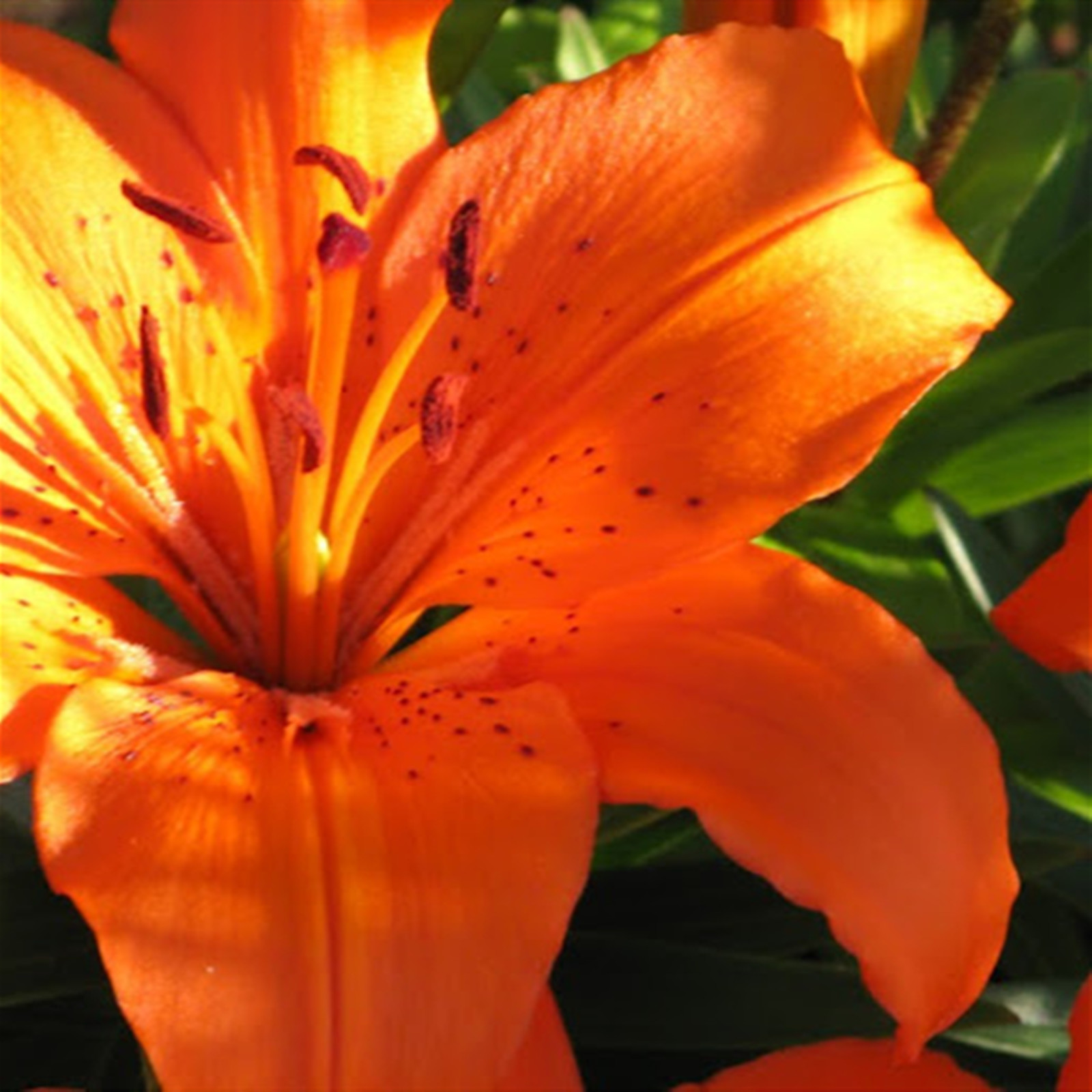 Lily bulbs Plant, Large Blooms, Lily For Planting, Bring Lasting Appeal ...