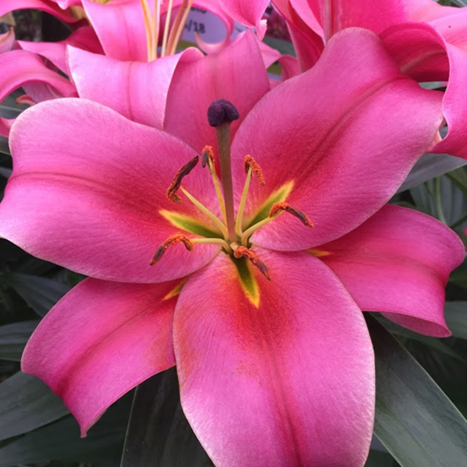 Lily bulbs Plant, Large Blooms, Lily For Planting, Bring Lasting Appeal ...