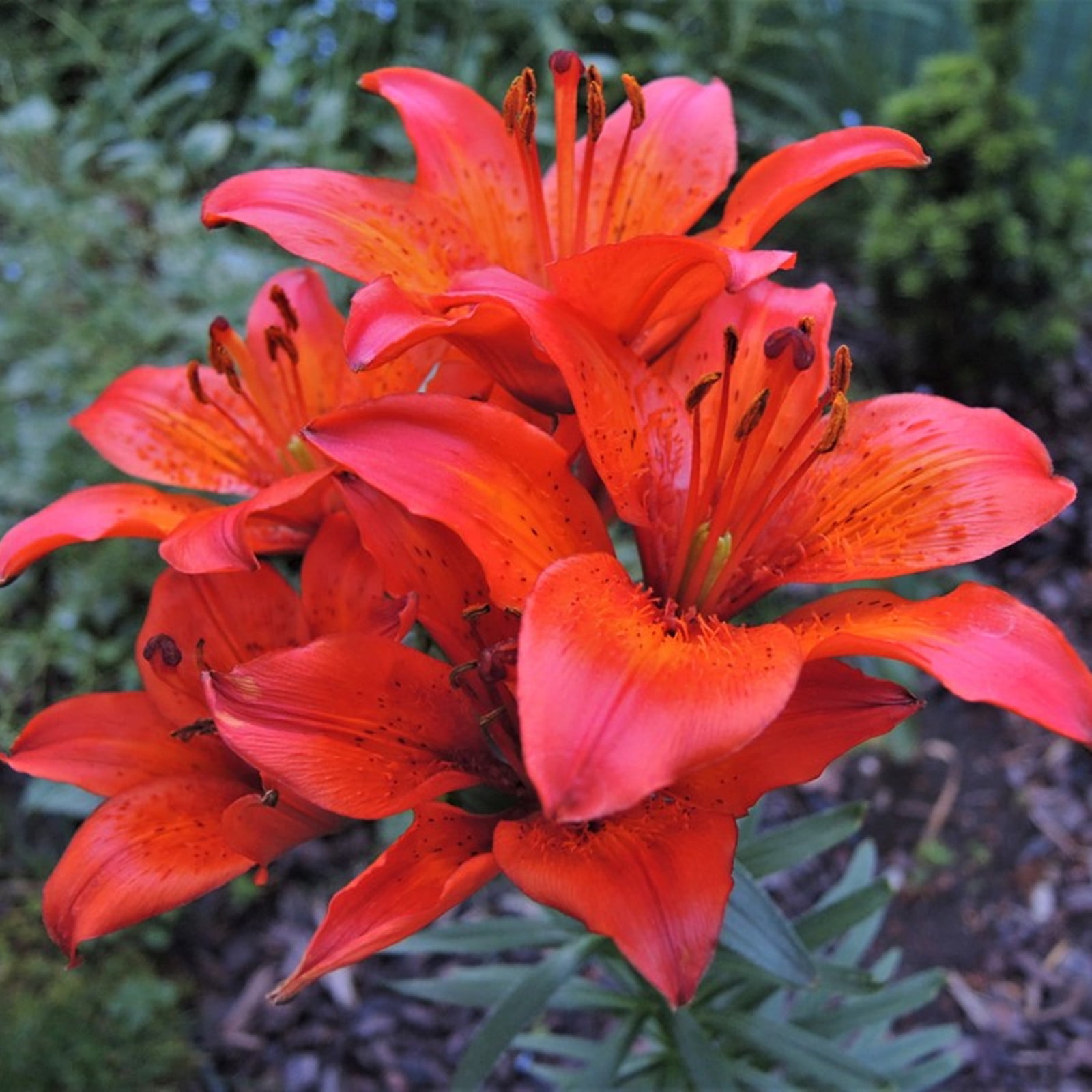 Lily bulbs Plant, Large Blooms, Lily For Planting, Bring Lasting Appeal ...