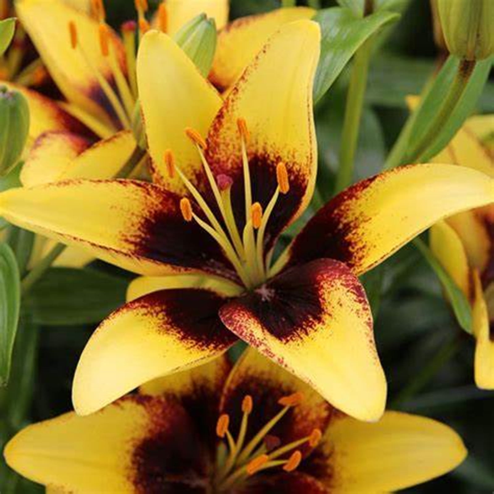 Lily bulbs Plant, Large Blooms, Lily For Planting, Bring Lasting Appeal ...