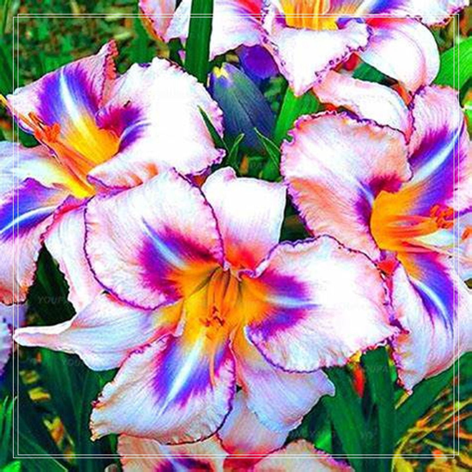 Lily bulbs Plant, Large Blooms, Lily For Planting, Bring Lasting Appeal ...