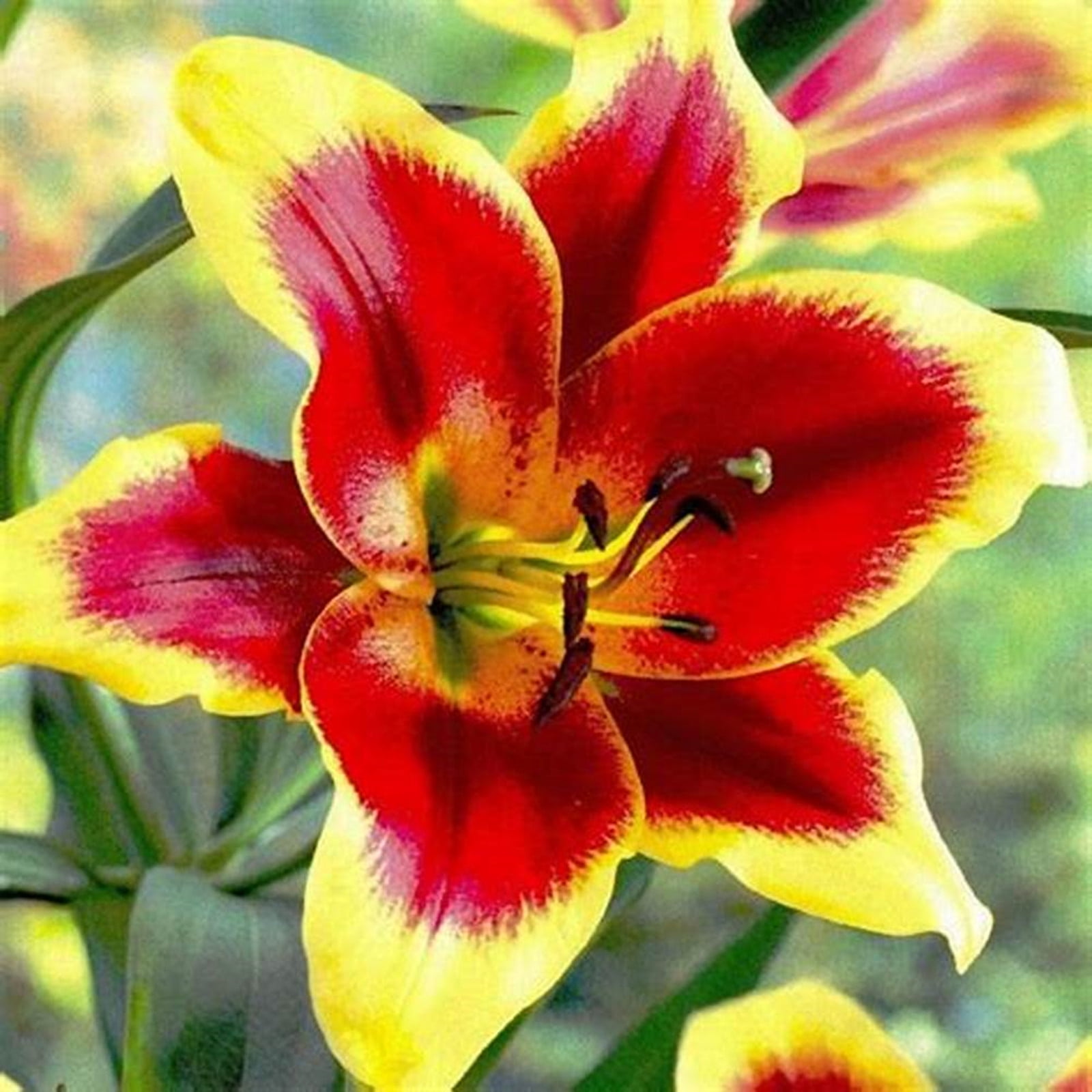 Lily bulbs Plant, Large Blooms, Lily For Planting, Bring Lasting Appeal ...