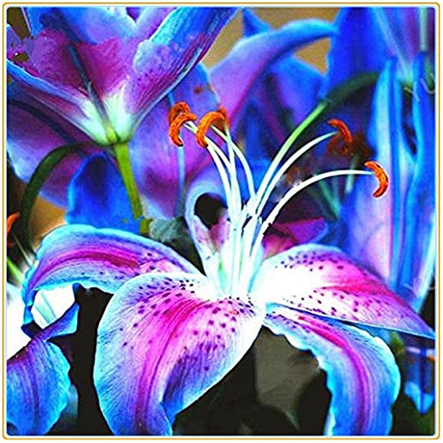 Lily bulbs Plant, Large Blooms, Lily For Planting, Bring Lasting Appeal ...