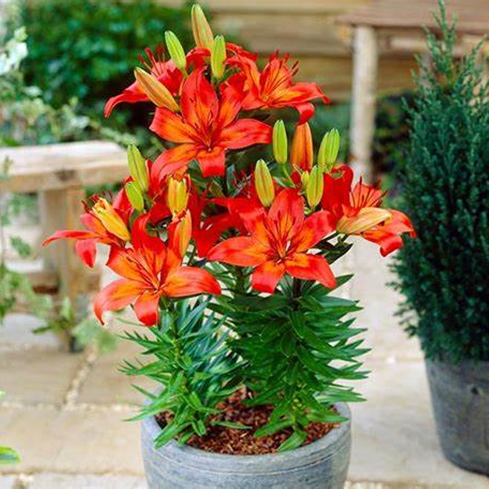 Lily bulbs Plant, Large Blooms, Lily For Planting, Bring Lasting Appeal ...