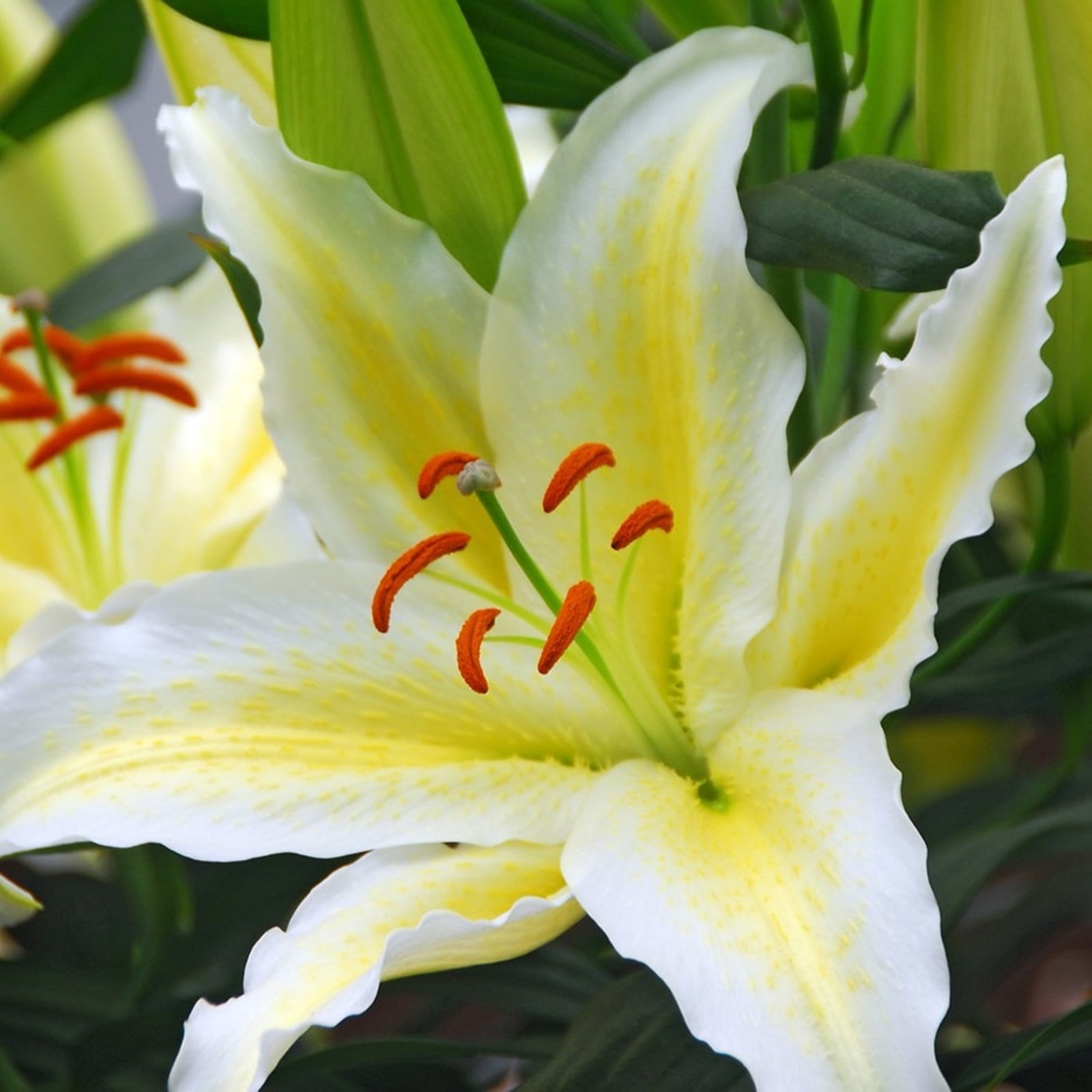 Lily bulbs Plant, Large Blooms, Lily For Planting, Bring Lasting Appeal ...