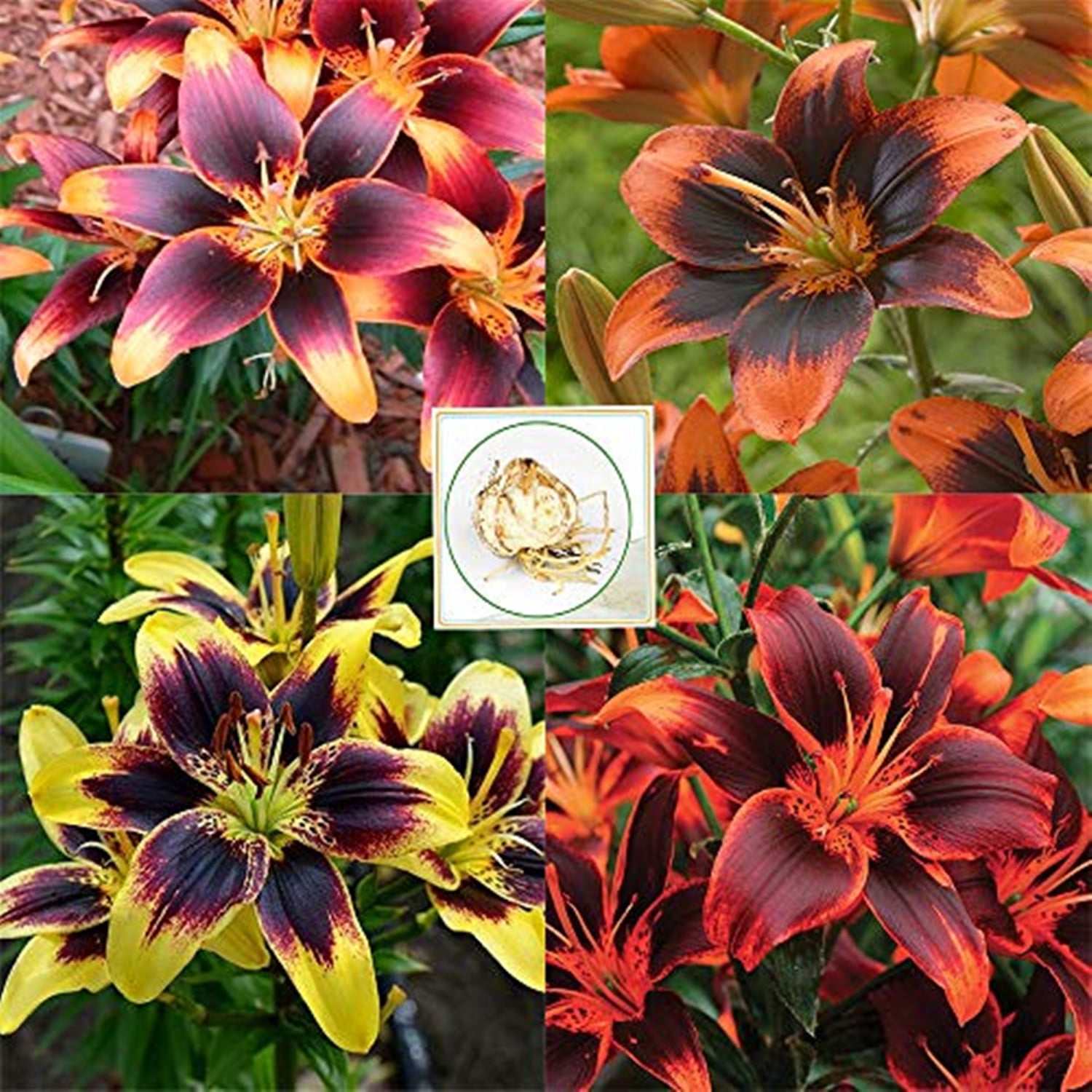 Lily bulbs Plant, Large Blooms, Lily For Planting, Bring Lasting Appeal ...