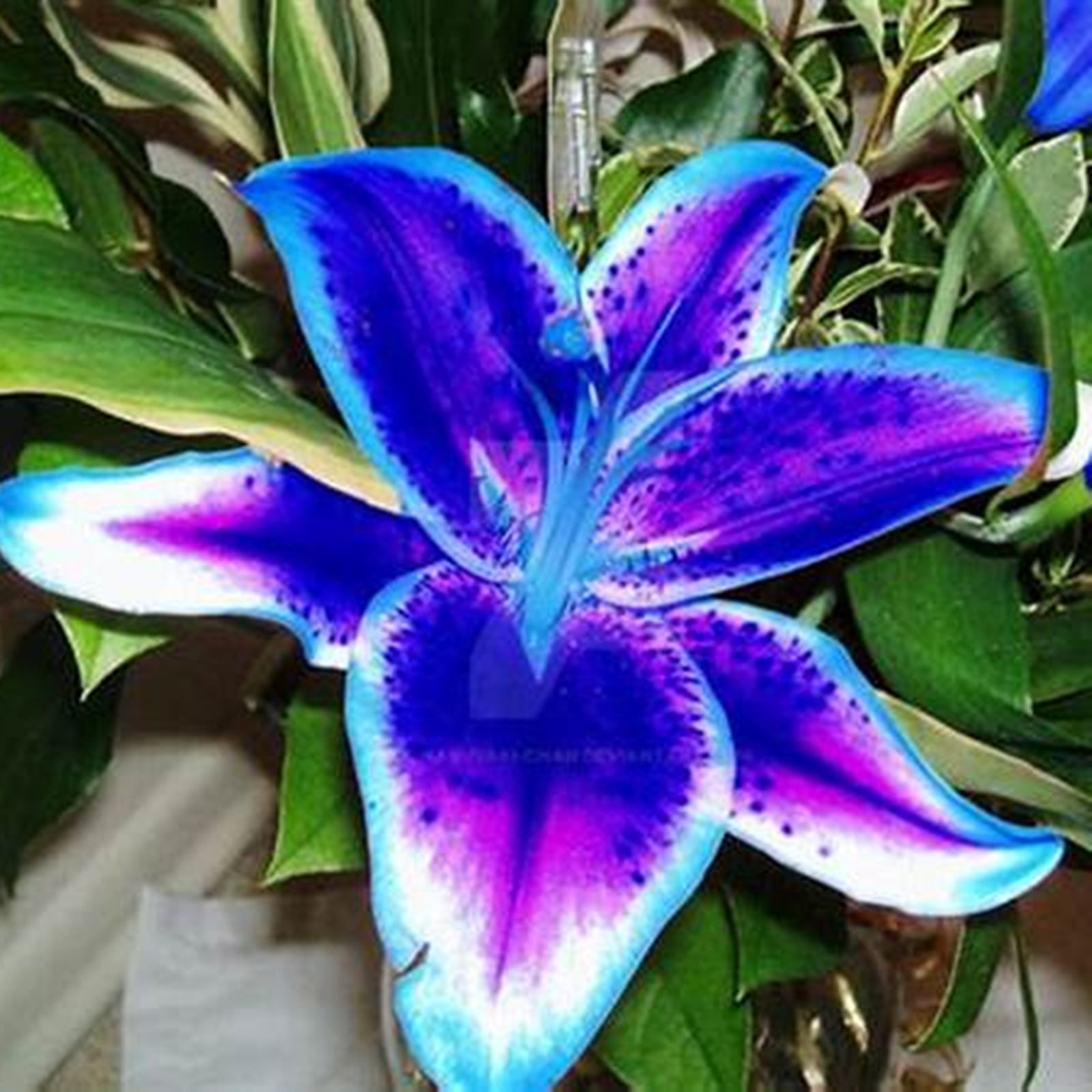 Lily bulbs Plant, Large Blooms, Lily For Planting, Bring Lasting Appeal ...