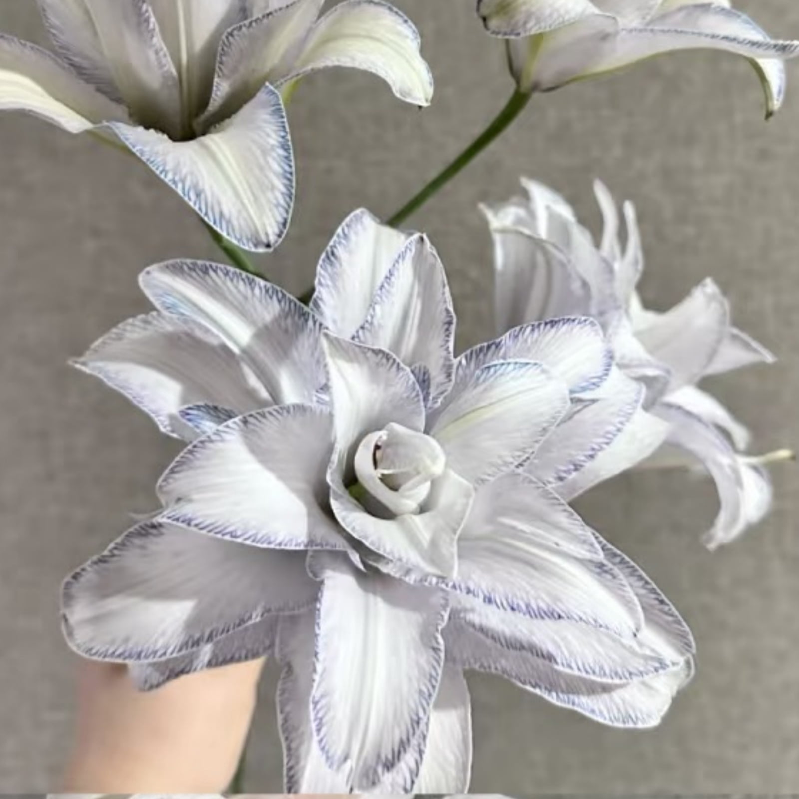 Lily bulbs,beautiful garden decoration,amazing home decoration ...