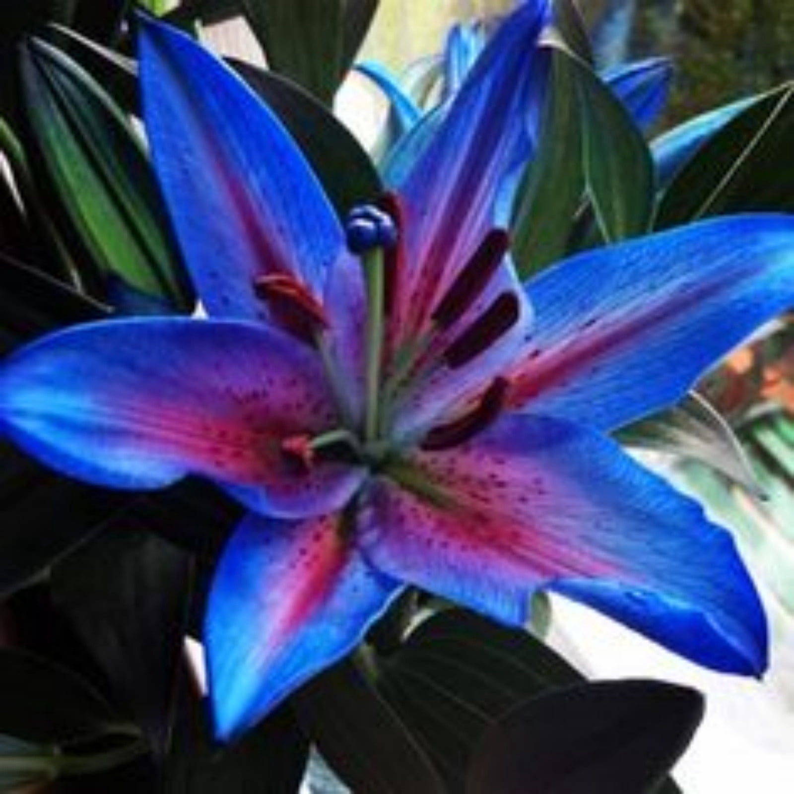 Lily bulbs-blooms every year-Premium Garden Stakes -fast-growing bulbs ...