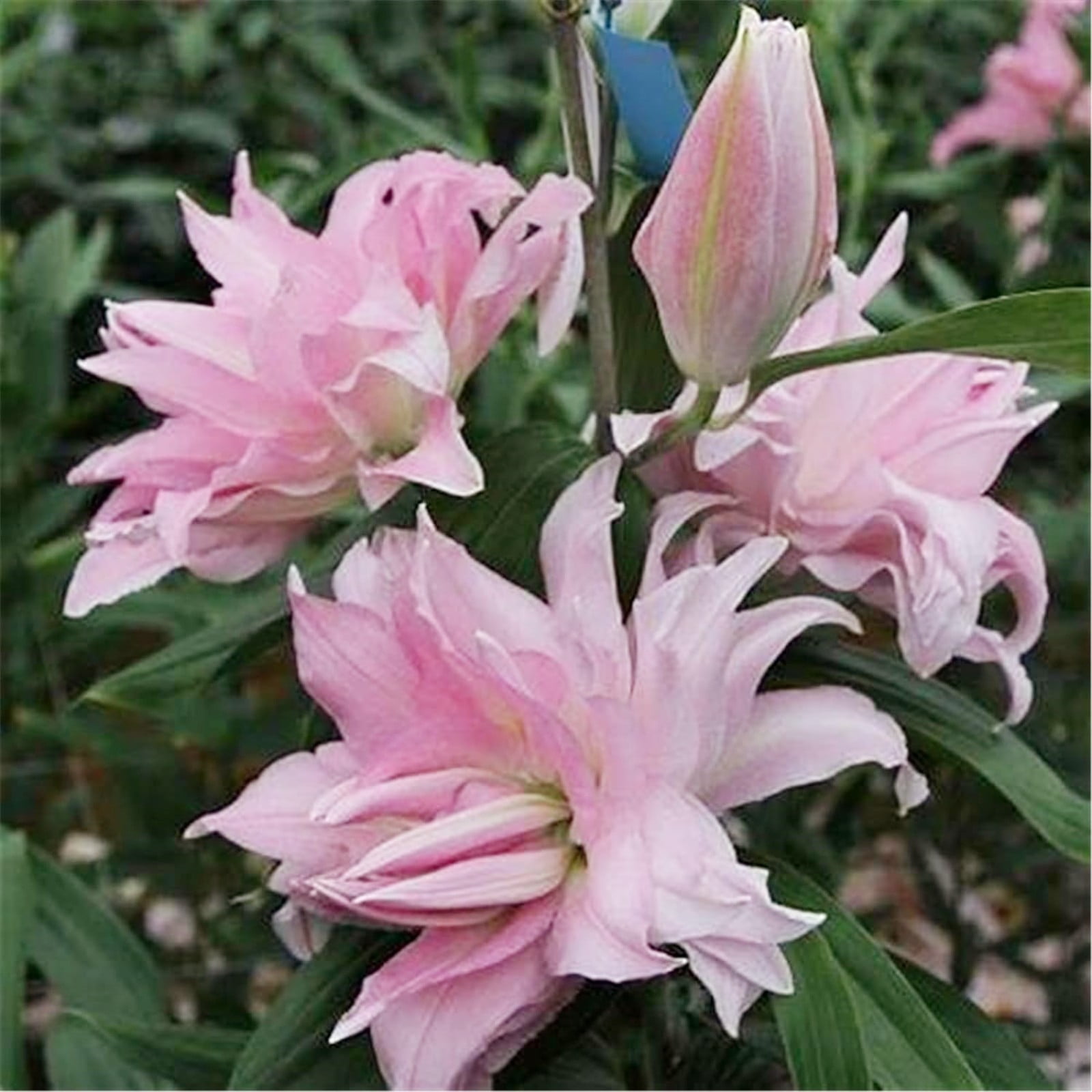 Lily bulbs for planting perennial Lily Bulk Flower Plant Planted Lovely ...