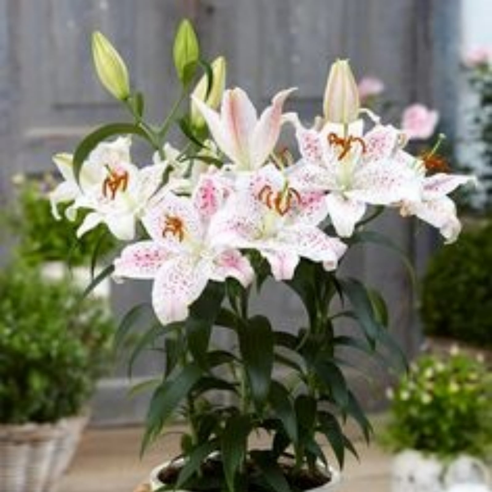 Lily bulbs – long-lasting flowers, suitable for outdoor planting ...
