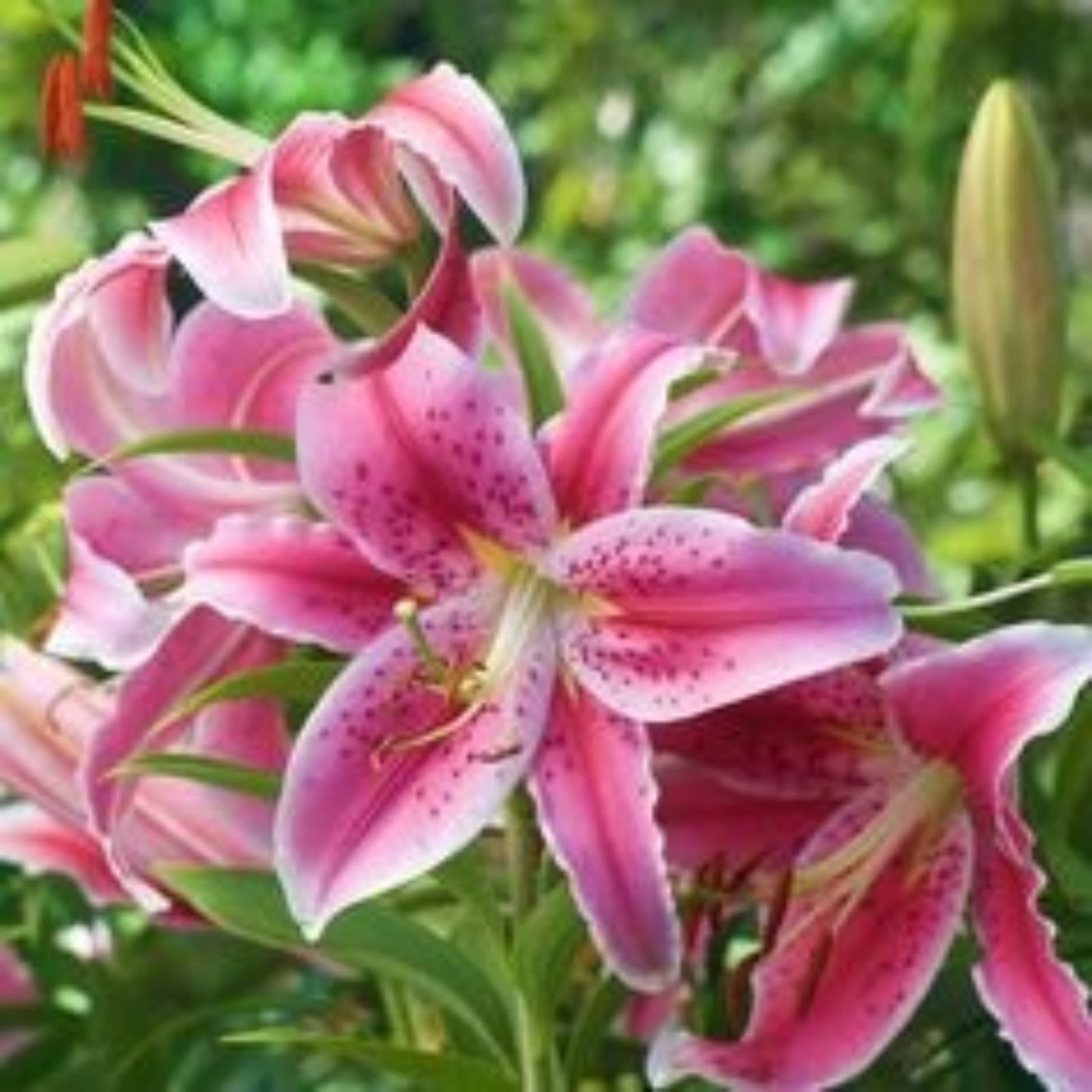 Lily bulbs – long-lasting flowers, suitable for outdoor planting ...
