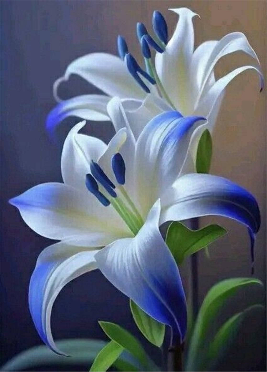 Lily for Planting-(Non-Artificial)-Easy to Grow & Quick thrive in all ...