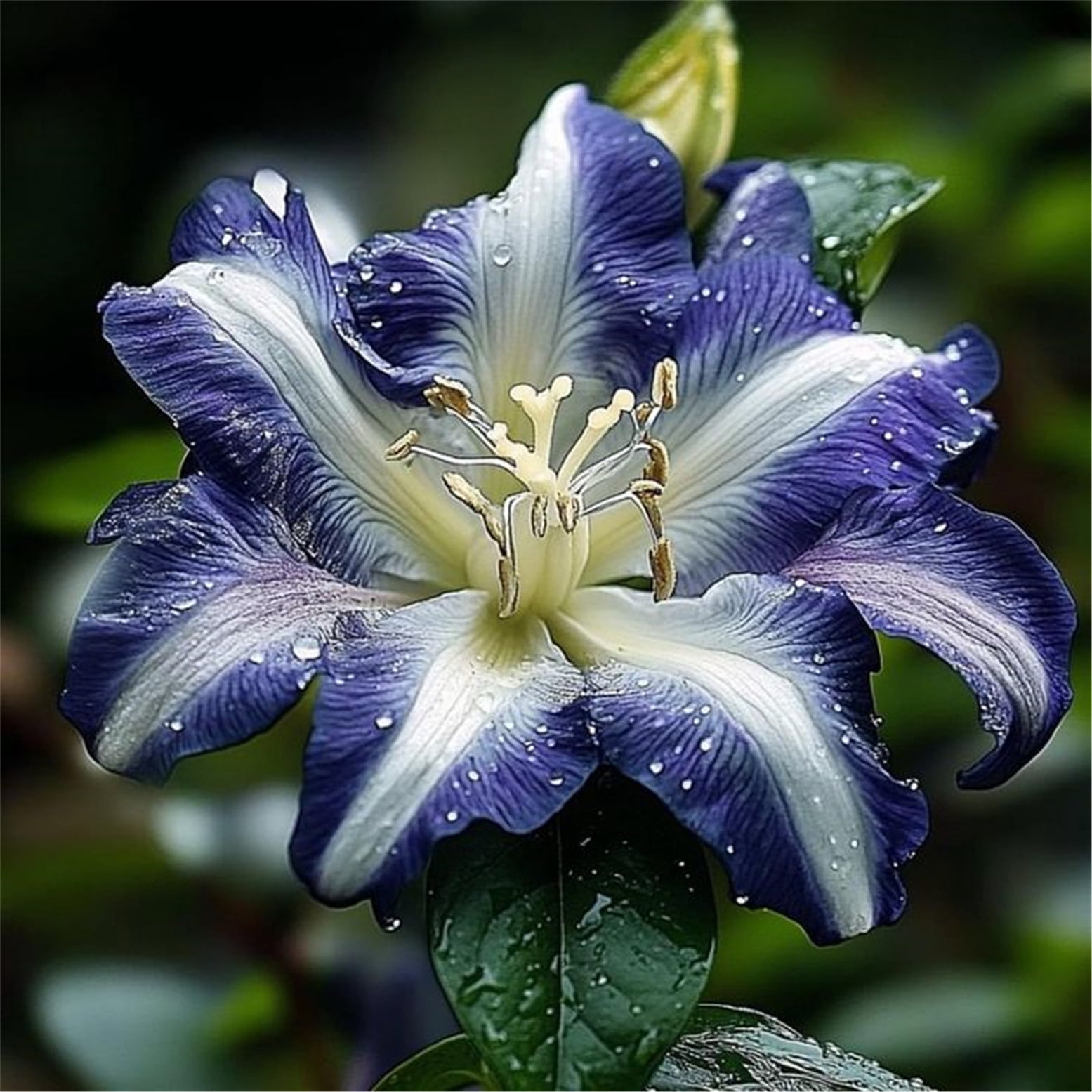 Lily for Planting-(Non-Artificial)-Easy to Grow & Quick thrive in all ...