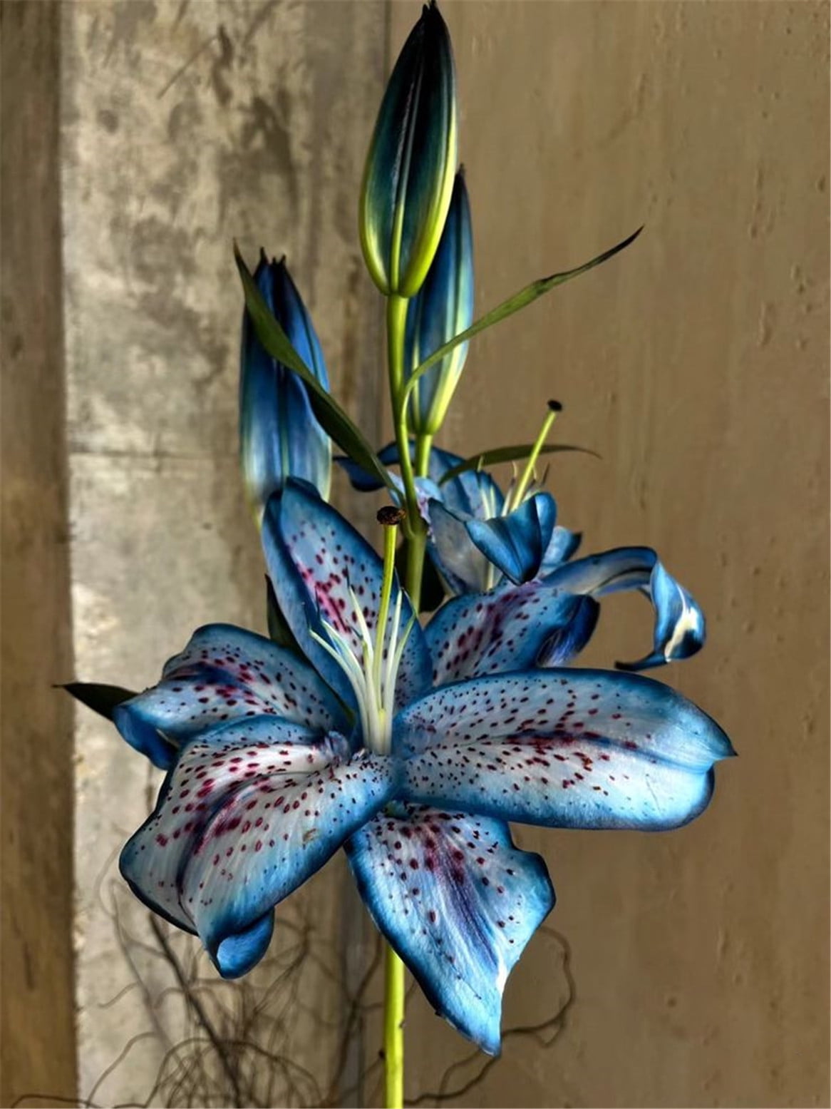 Lily for Planting-(Non-Artificial)-Easy to Grow & Quick thrive in all ...