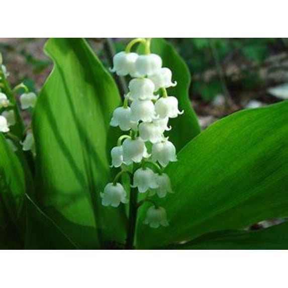 4 - 3.25" Pots Lily of the Valley (3 planted pips per pot) - Walmart.com