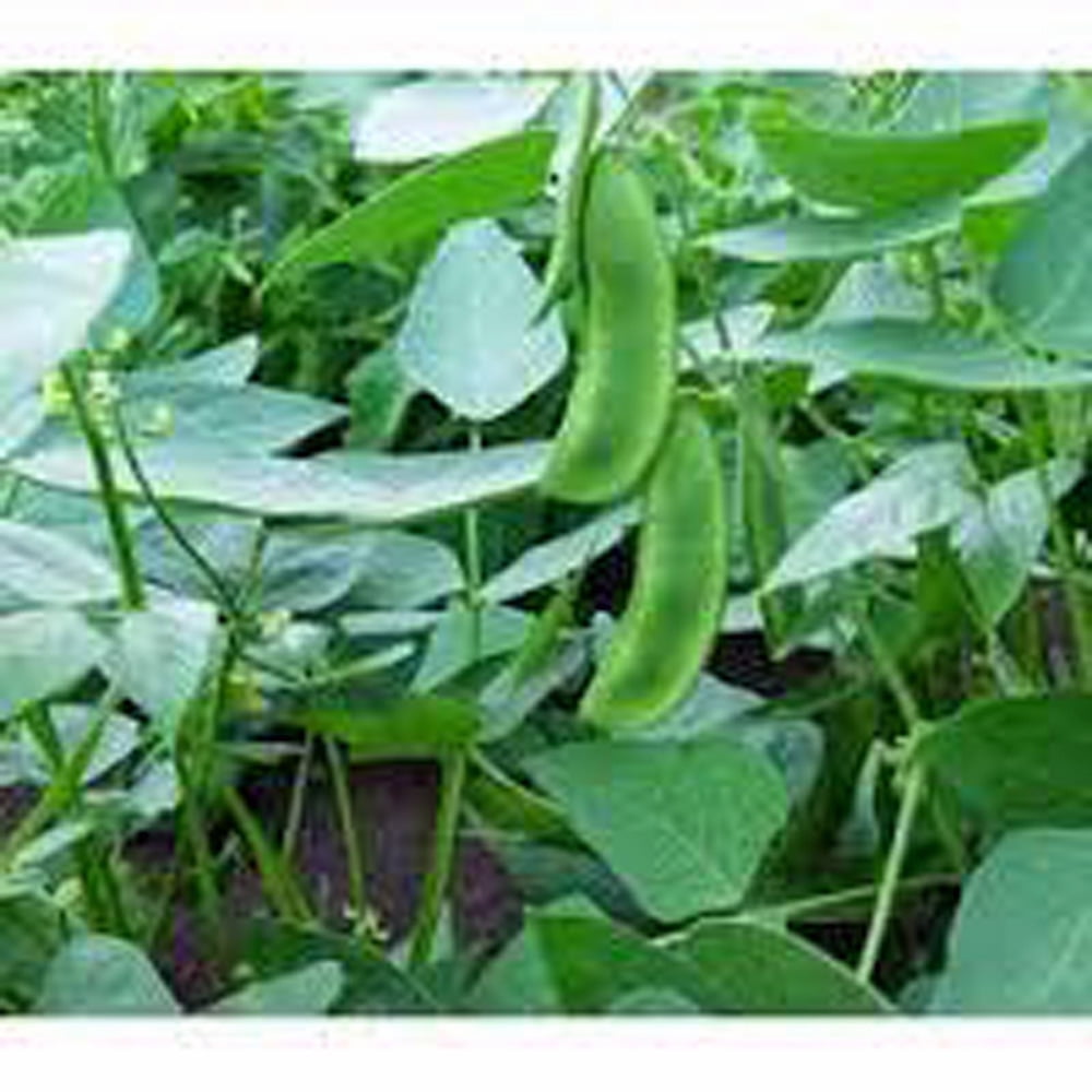 Grow Lima Beans